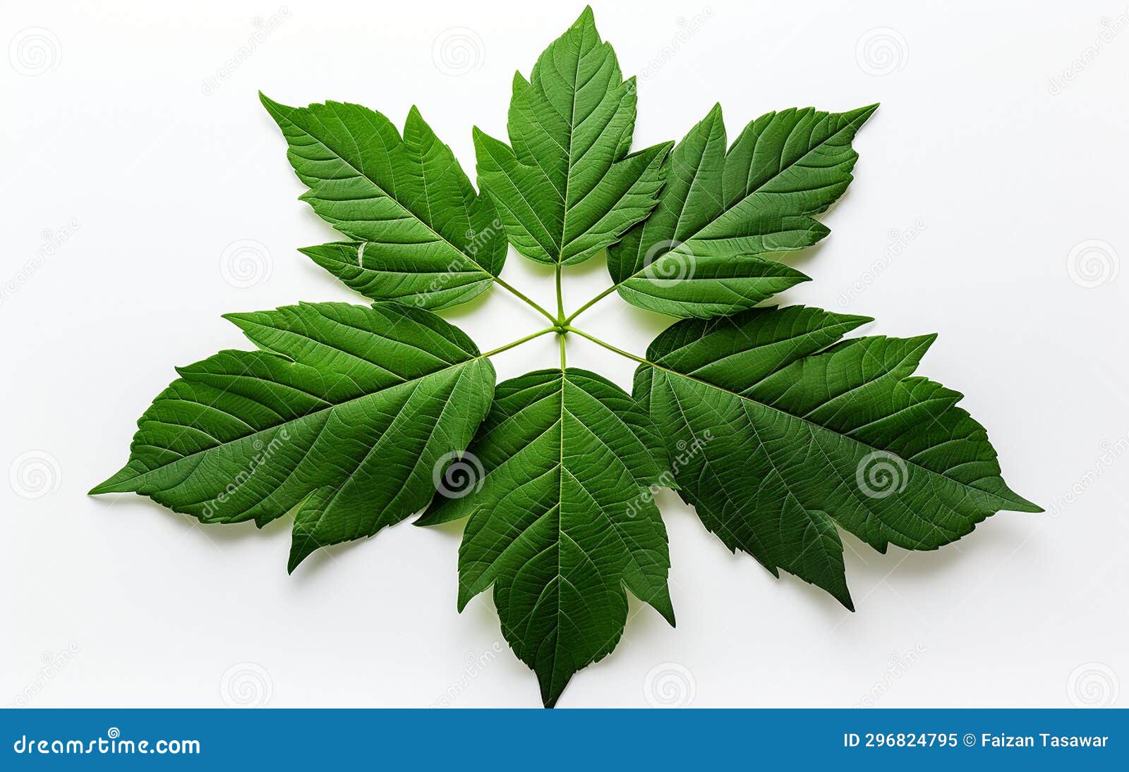 Top View of Papaya Tree Leaf on a White Background -Generative Ai Stock ...