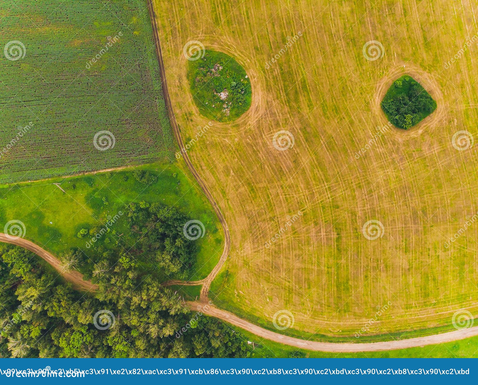 Top View of Park, Natural Grass Texture. Stock Photo - Image of land ...