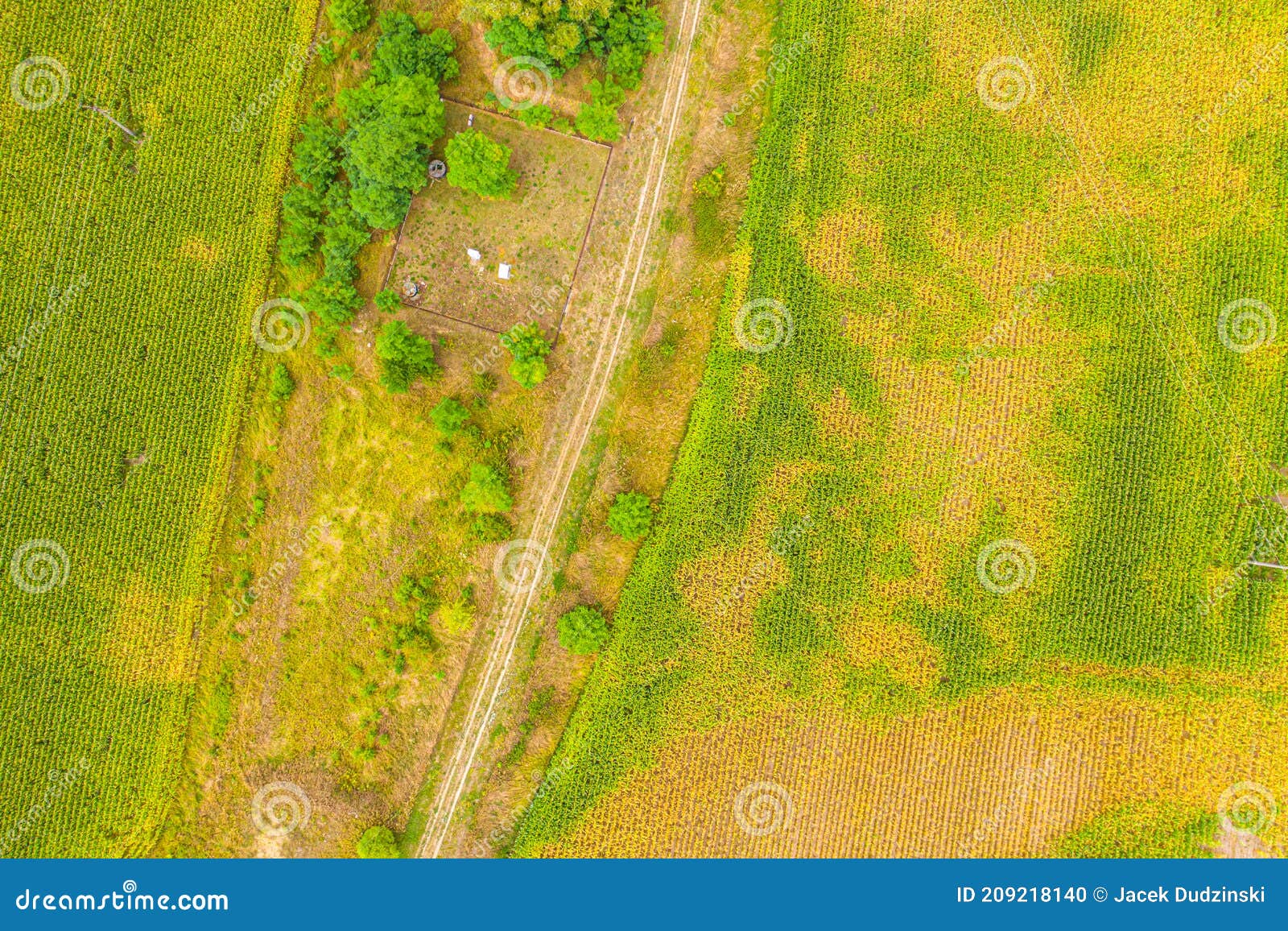 Top View of Park Natural Grass Texture Stock Photo - Image of tree ...