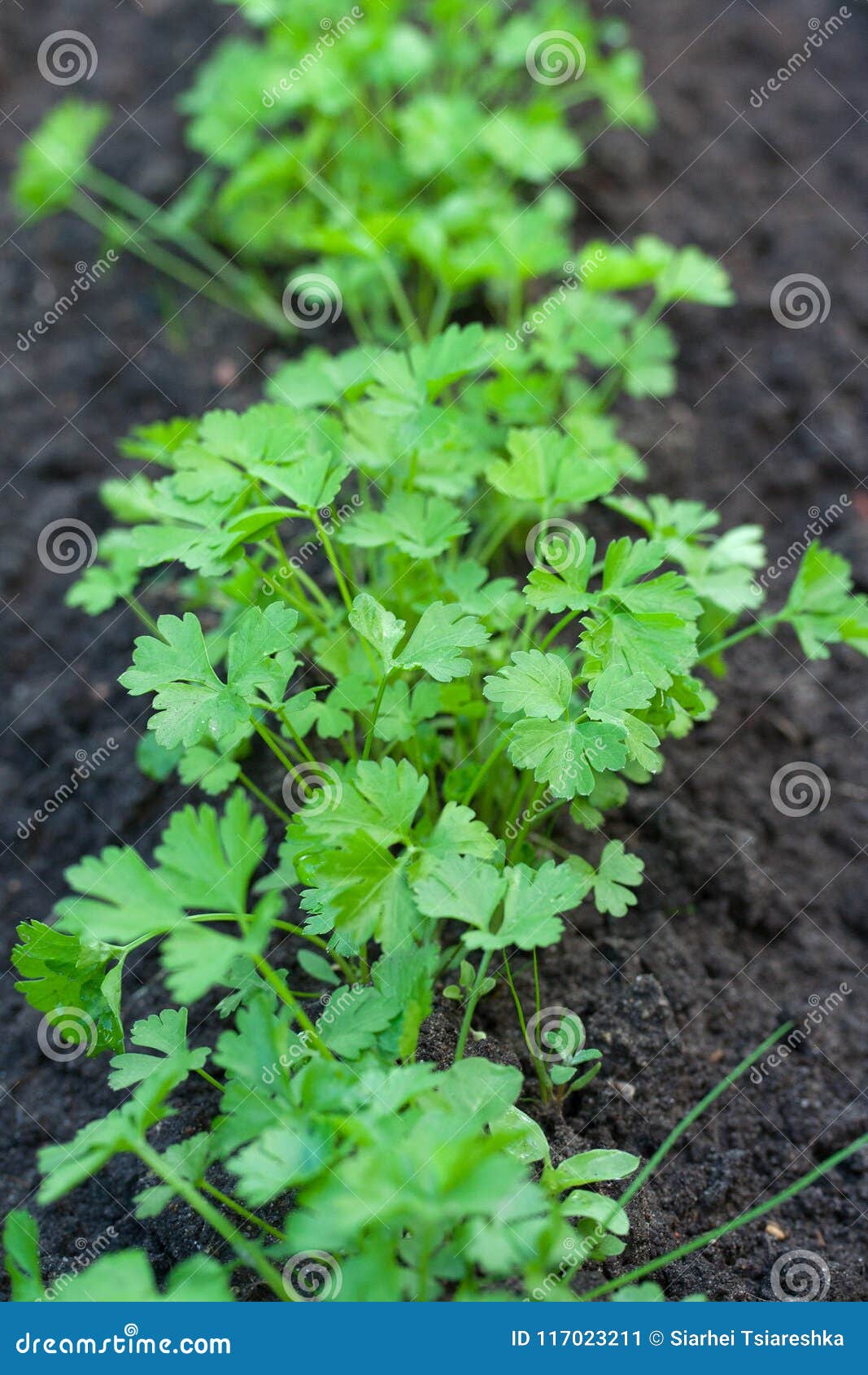 Top View on Parsley on the Grower Bed. Stock Image - Image of line ...
