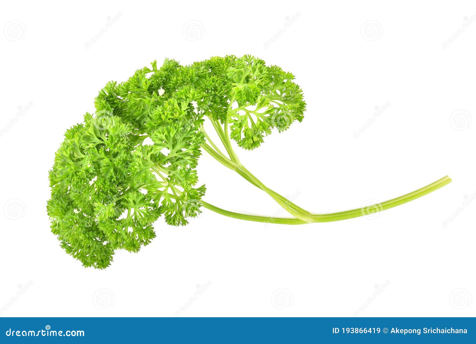 Top View of Parsley Isolated on White Background Stock Image - Image of ...