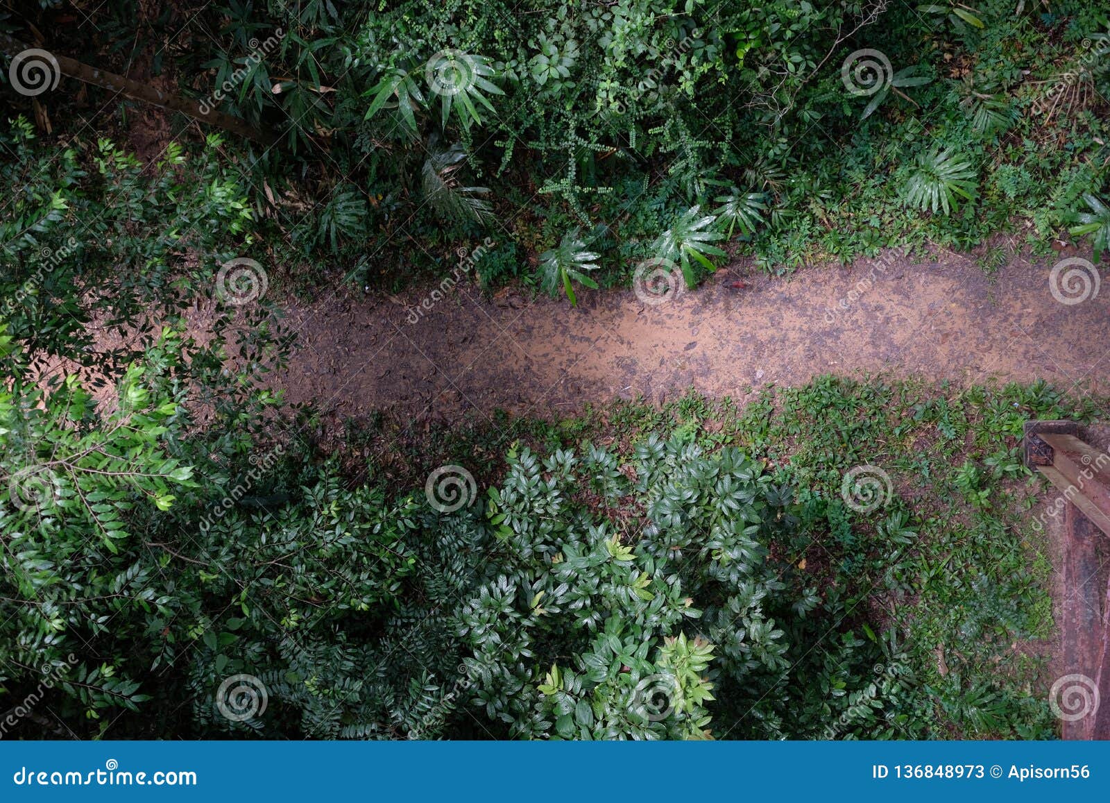 Top View of Path Way in Forest Stock Image - Image of natural ...
