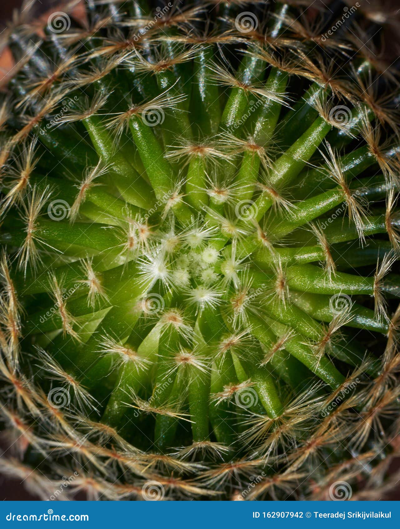 Top View Pattern of Beautiful Cactus Stock Photo - Image of indoors ...