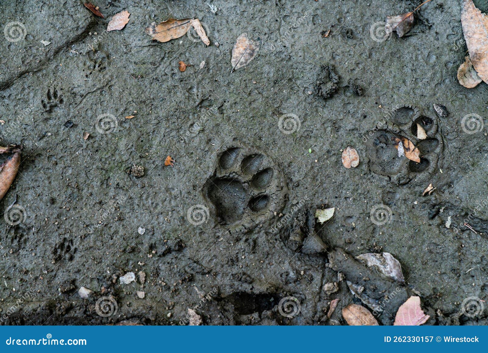 Top View of Paw Prints Marked on the Mud Stock Image - Image of foot ...