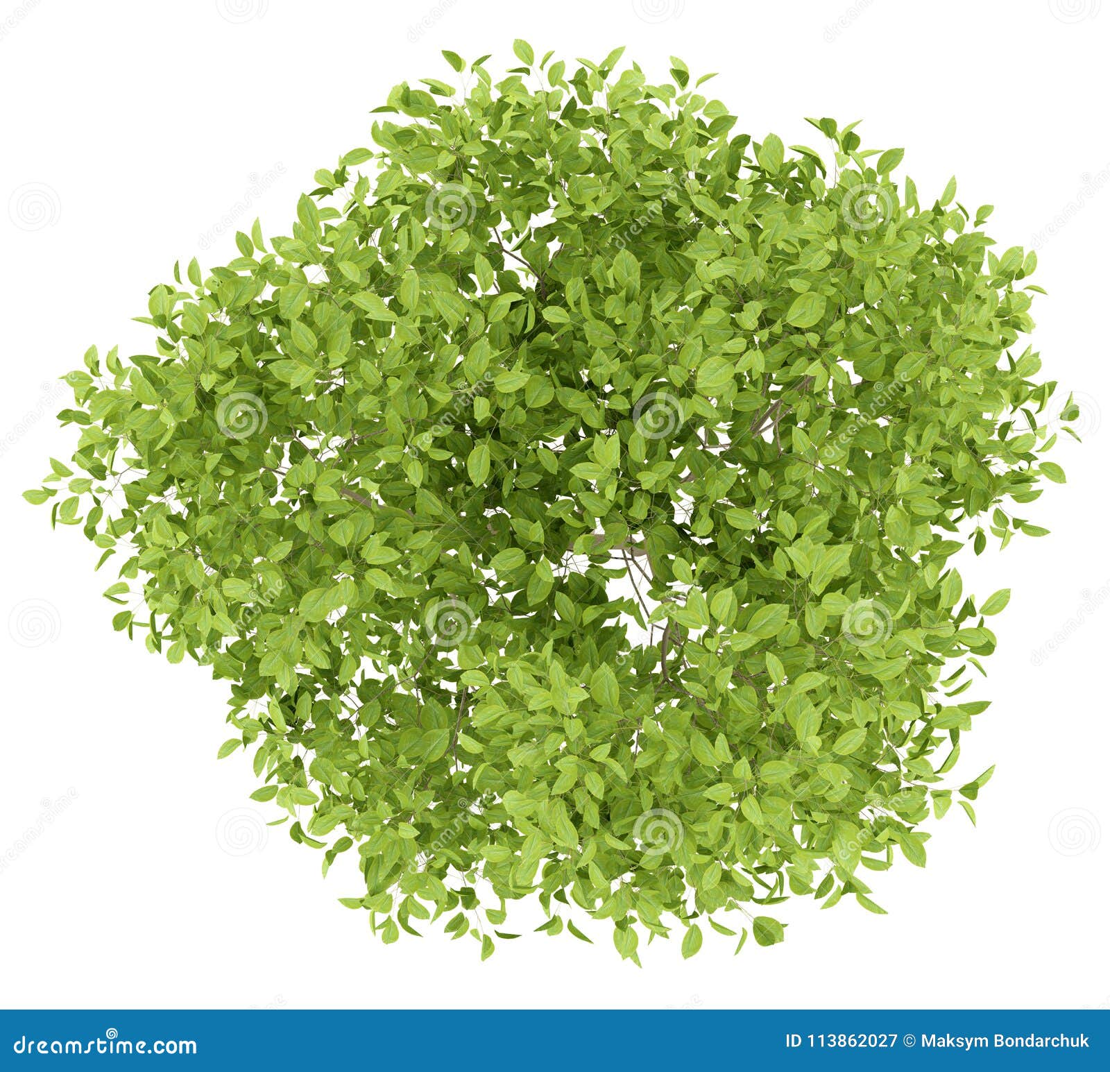 Top View of Pear Tree Isolated on White Stock Illustration ...