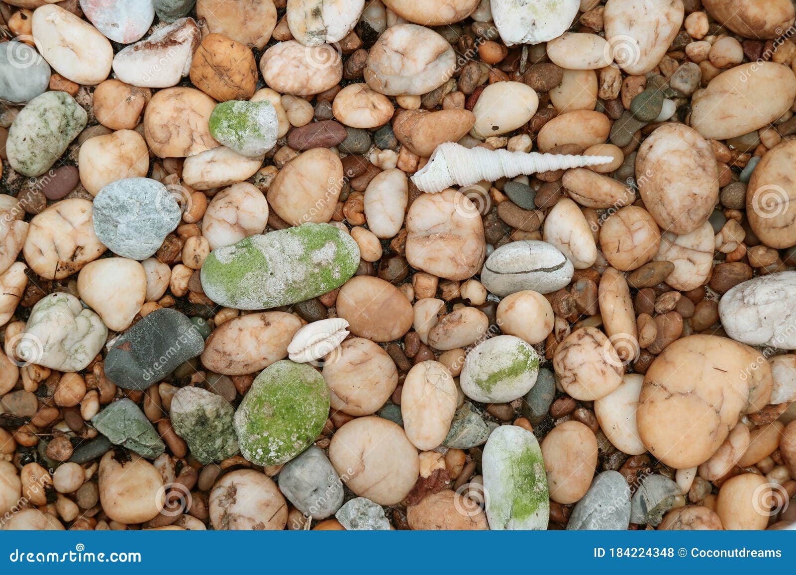 Top View of Pebble Stone on the Beach with Tiny Natural Seashells Stock ...