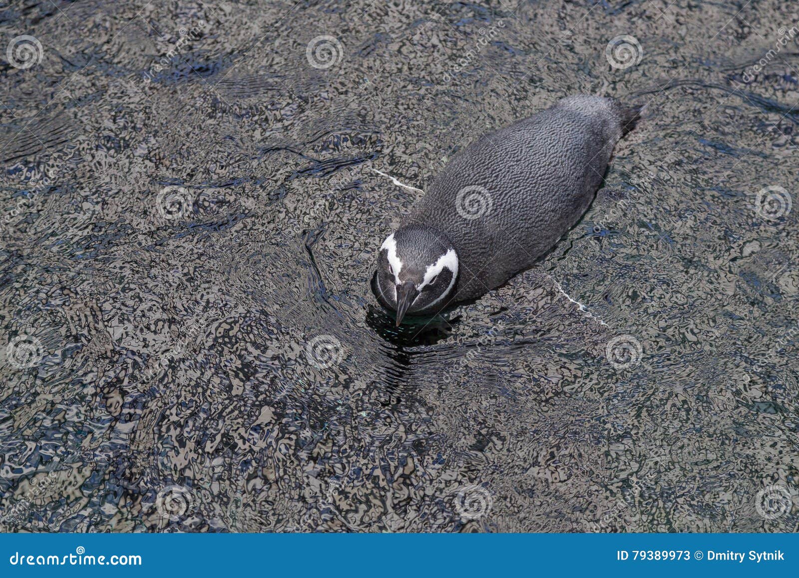Top View on Penguin in Dark Water Stock Image - Image of wildlife ...