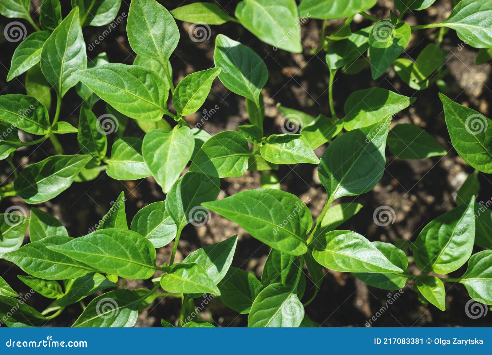 Top View on Pepper Seedling. Stock Image - Image of gardening, green ...