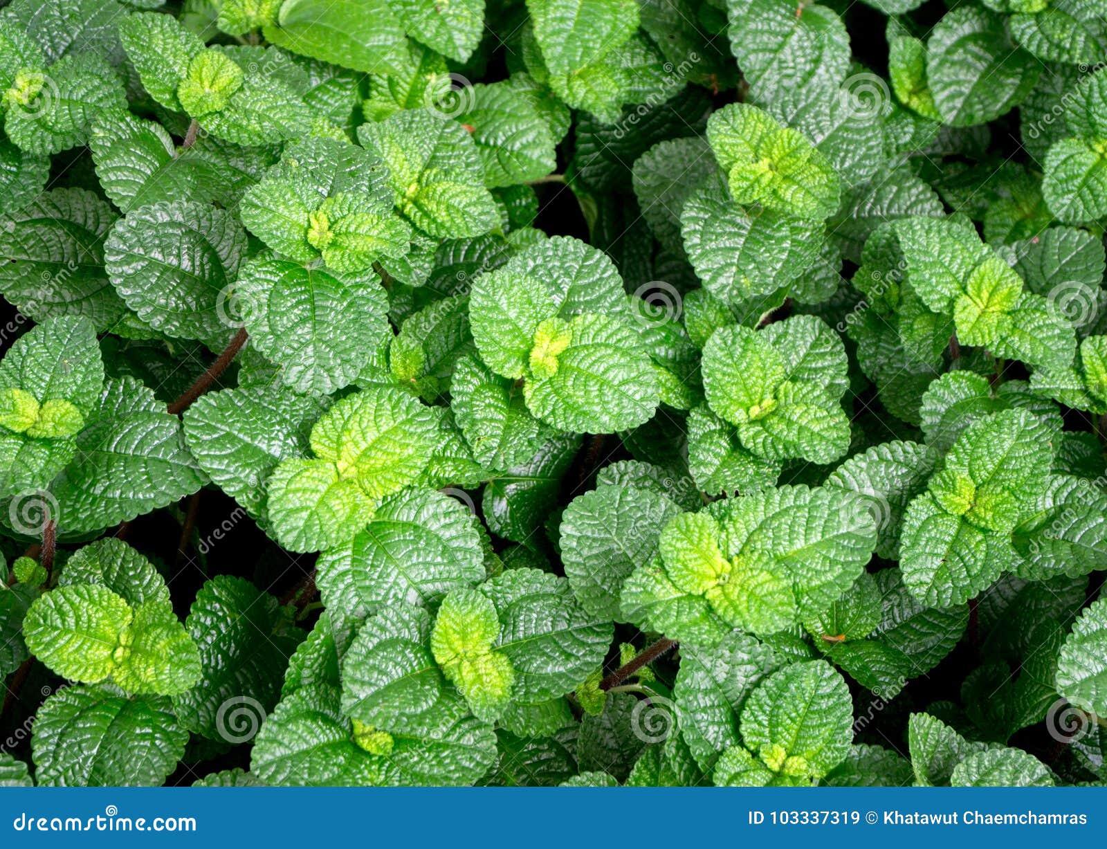 Top View of Peppermint Leaves Background Stock Image - Image of leave ...