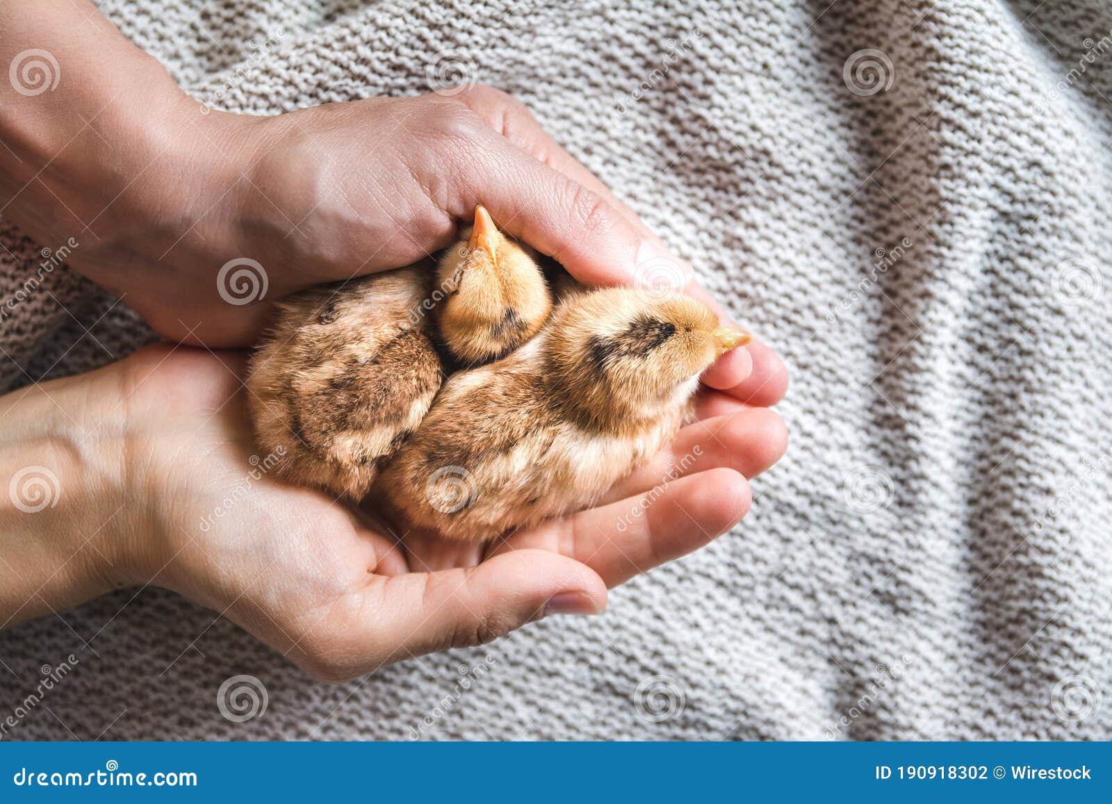 Top View of a Person Holding Brown Chicks on a Cloth Stock Photo ...