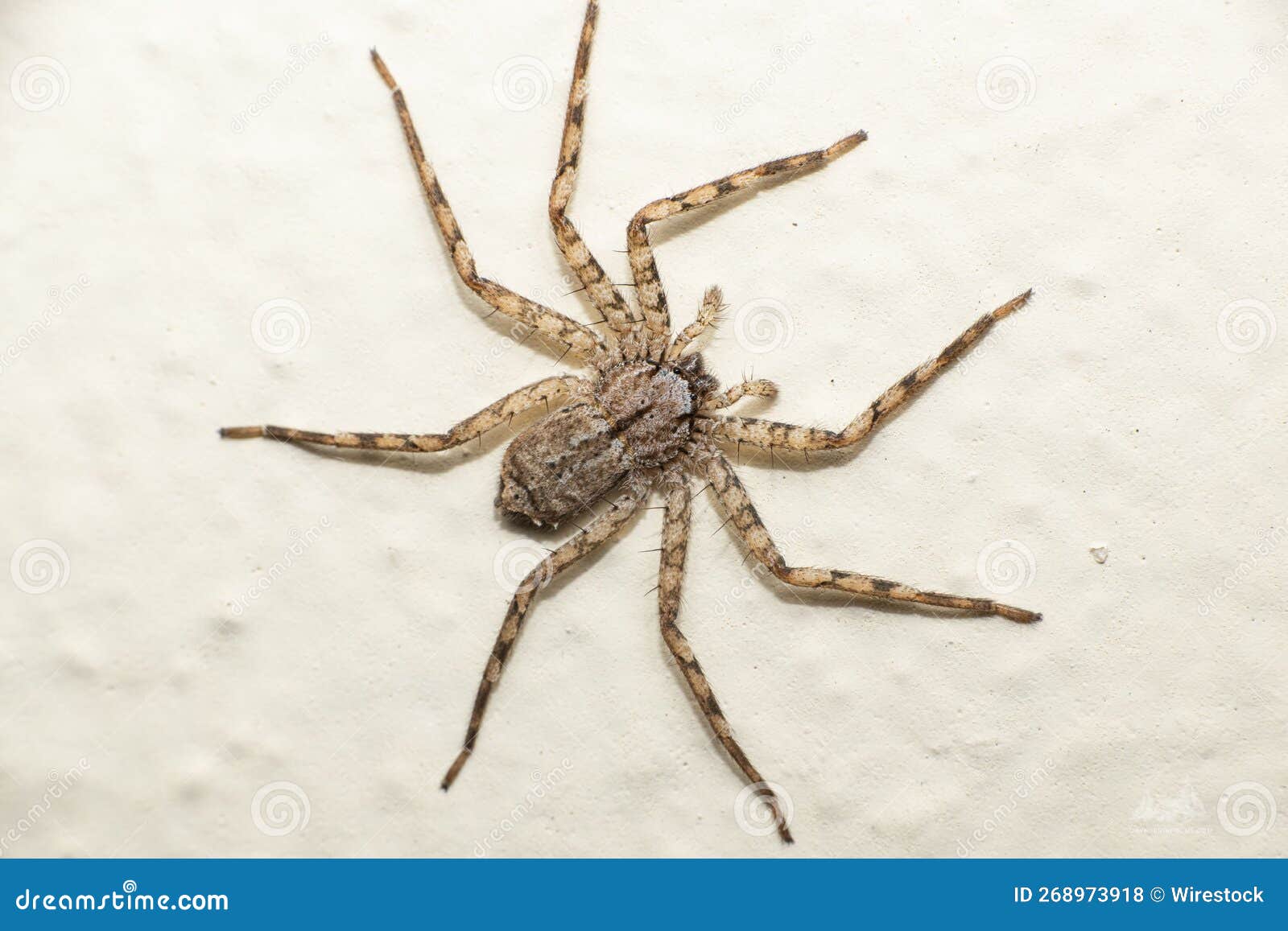 Top View of Philodromidae Spider on the Sand Stock Photo - Image of ...