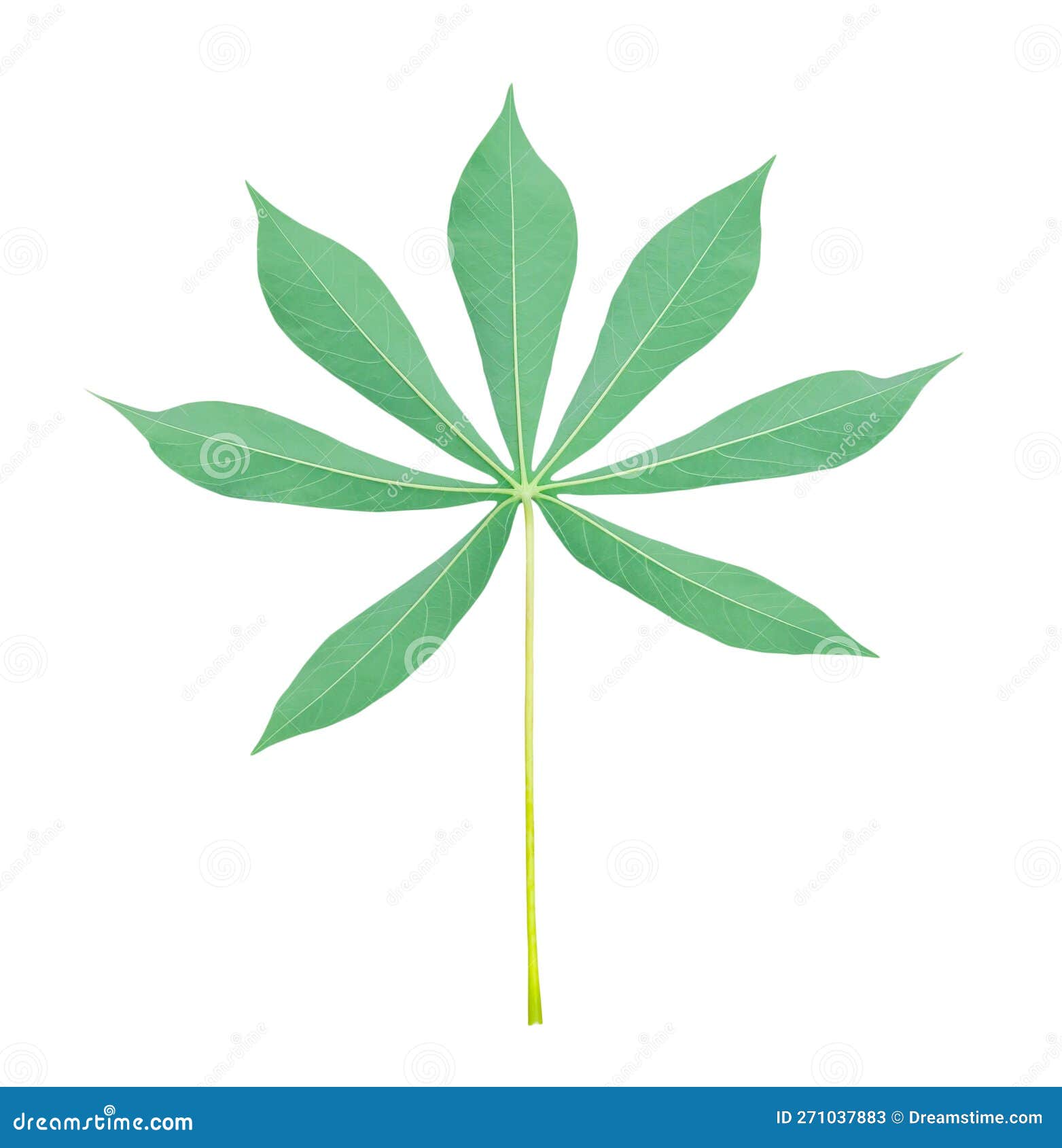 Top View Photo of Back Side of Single Cassava Leaf Isolated on White ...