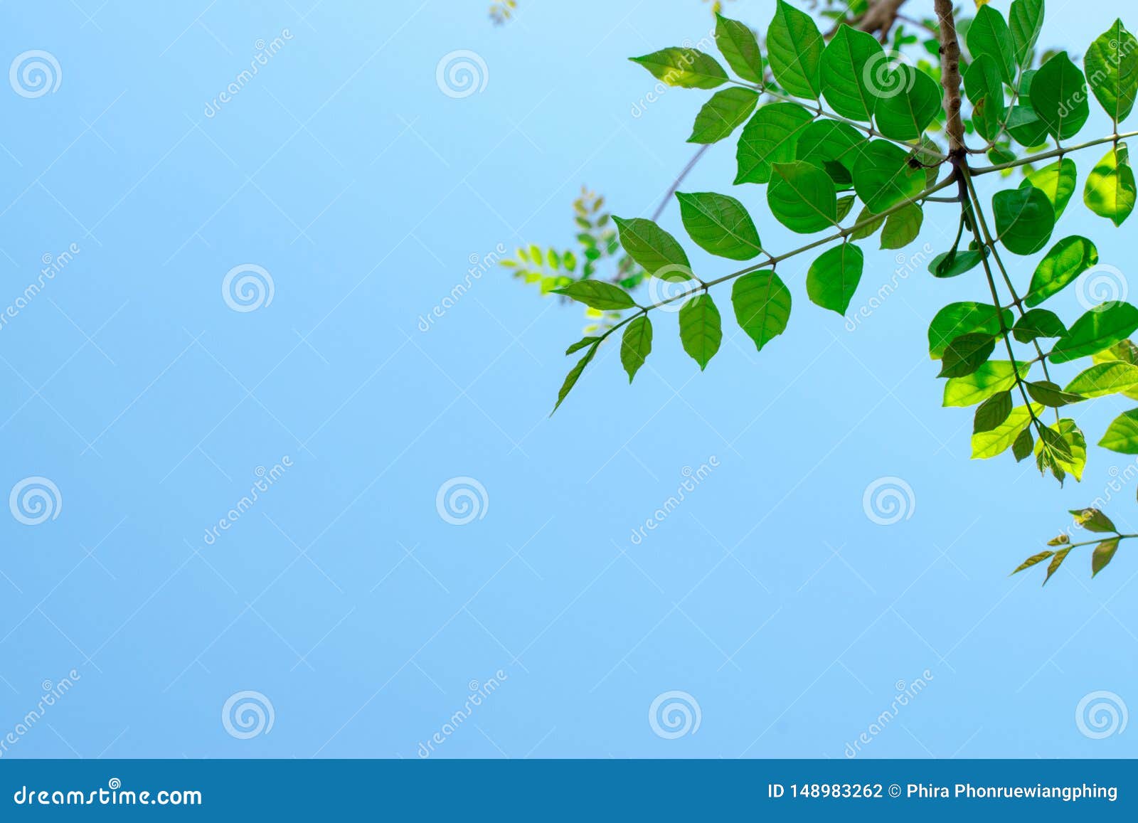 Top View Picture of a Tree Branch with a Sky As the Background Stock ...