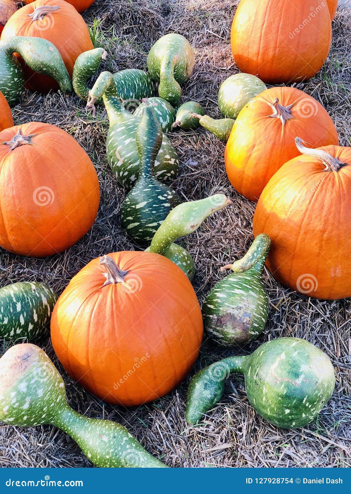 Pile of pumpkins stock photo. Image of farm, fresh, crop - 127928754
