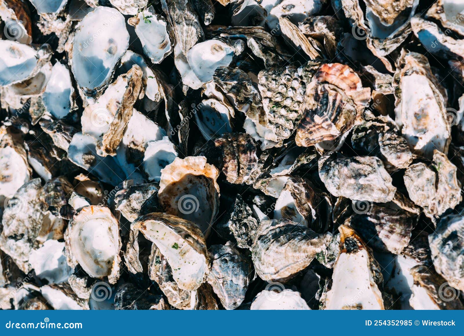 Top View of Pile of Oyster Shells Stock Image - Image of view, marine ...