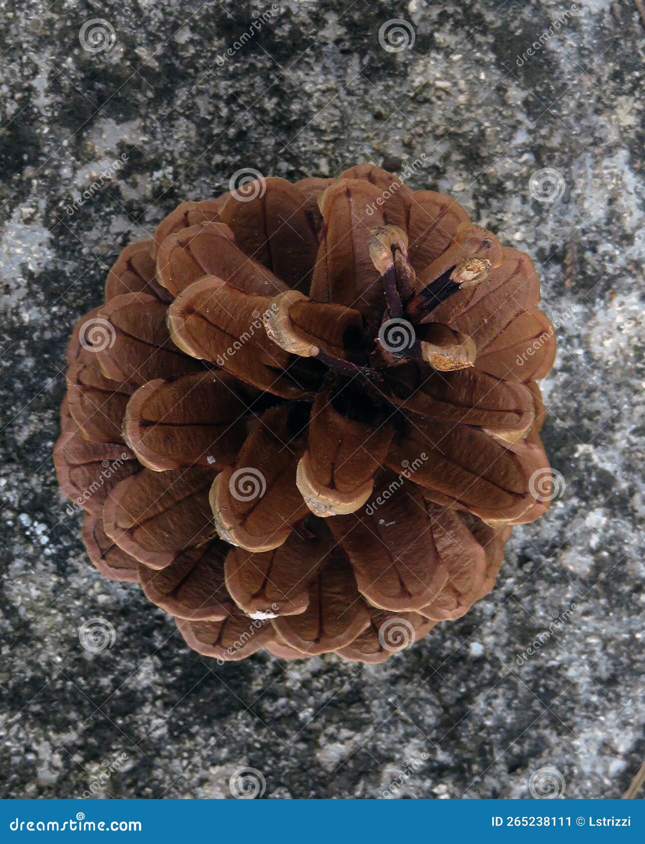 Top View of a Pine Cone on a Gray Nuanced Concrete Surface Stock Image ...