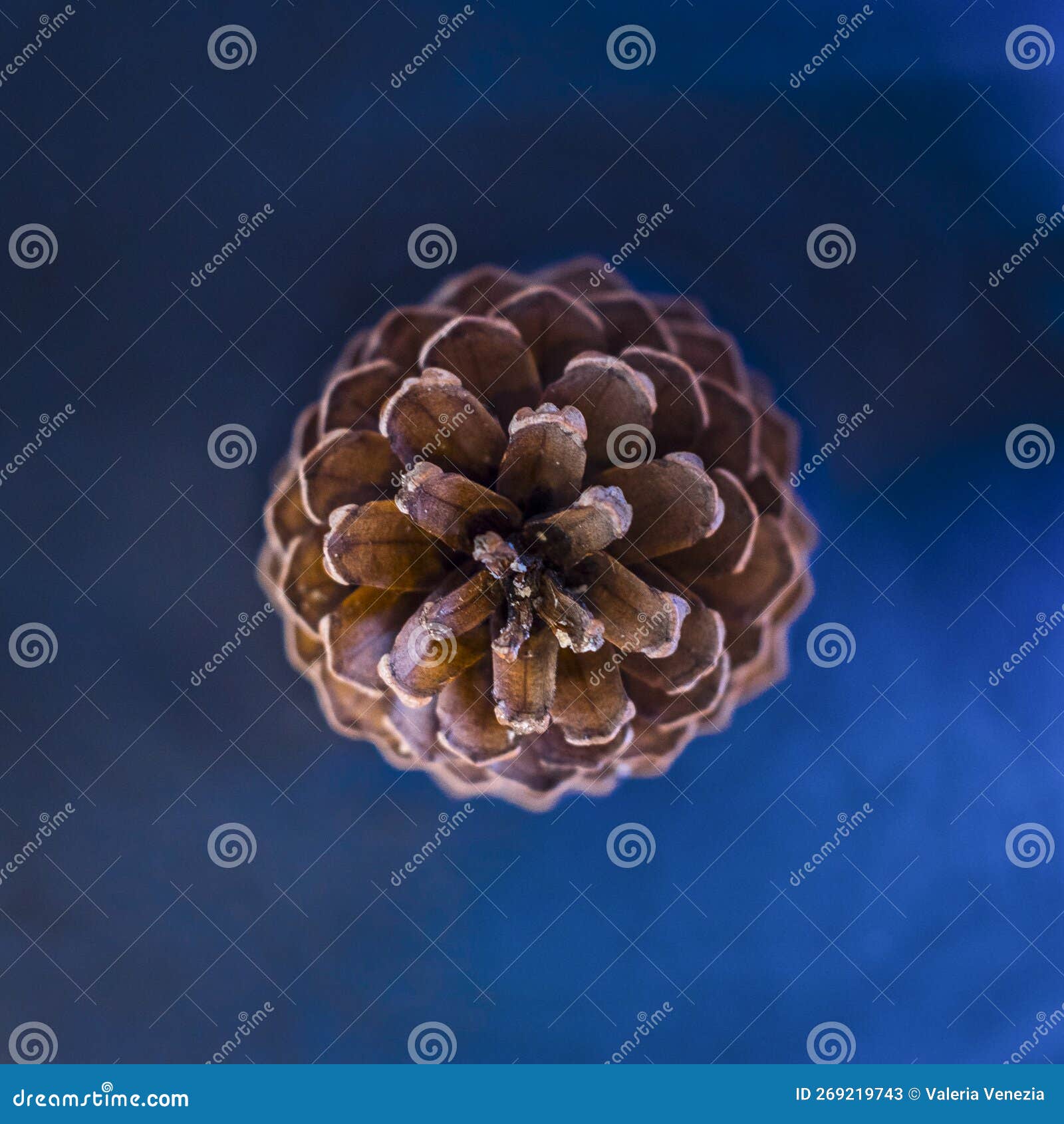Top View of a Pine Cone Over Blue Background Stock Image - Image of ...