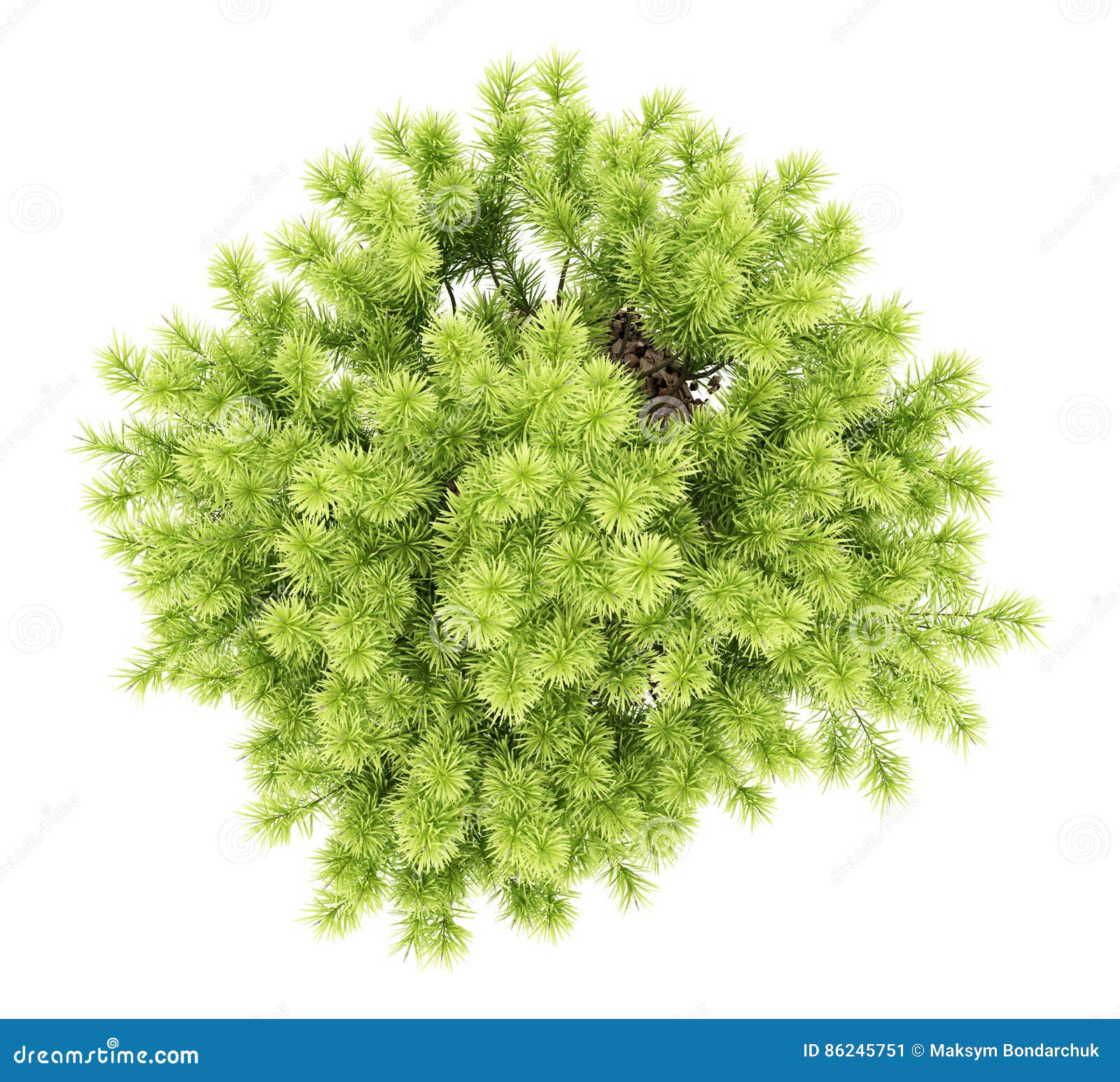 Top View of Pine Shrub Plant Isolated on White Stock Illustration ...