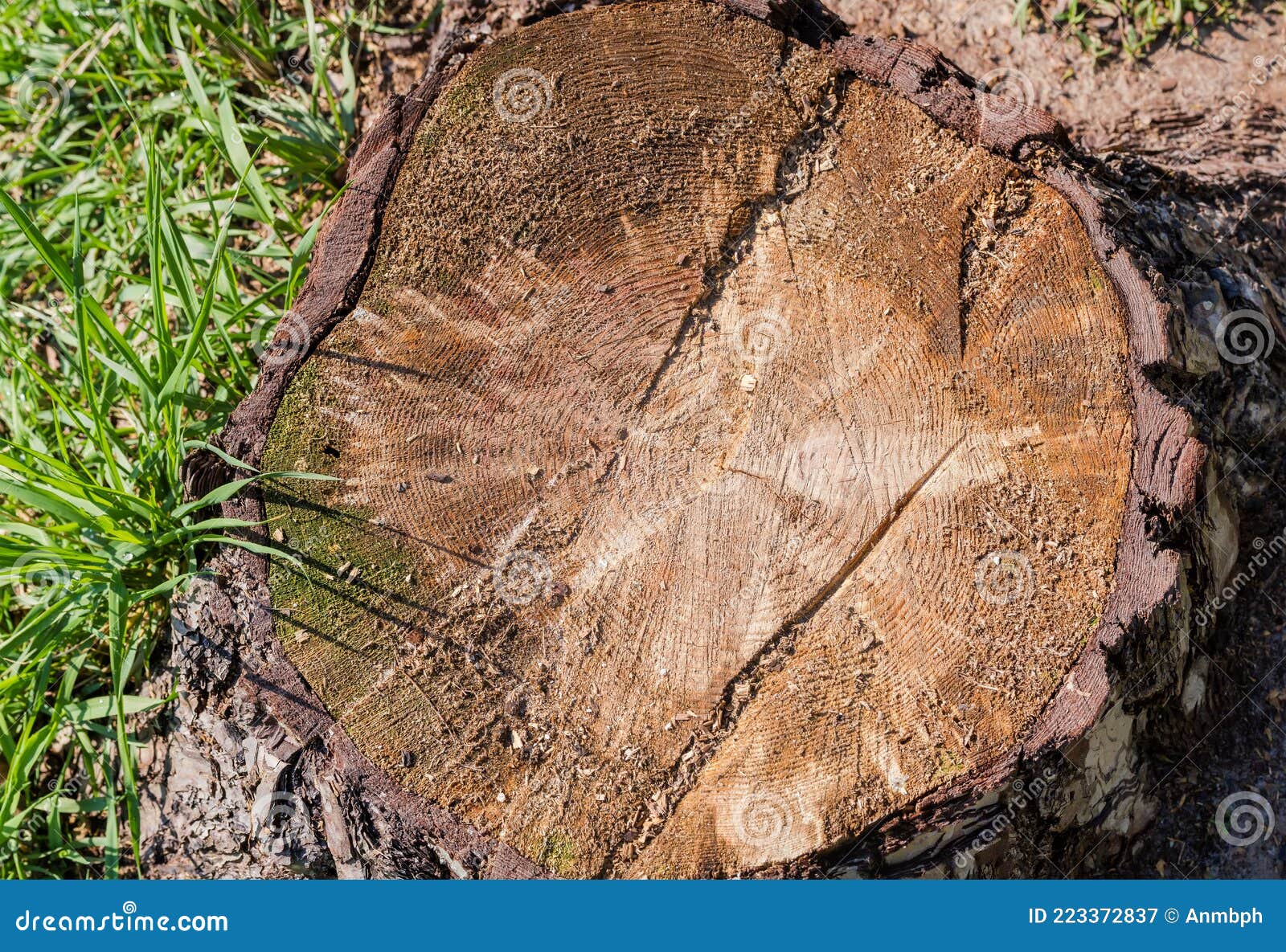 Top View of the Pine Stump Close-up, Background Stock Image - Image of ...