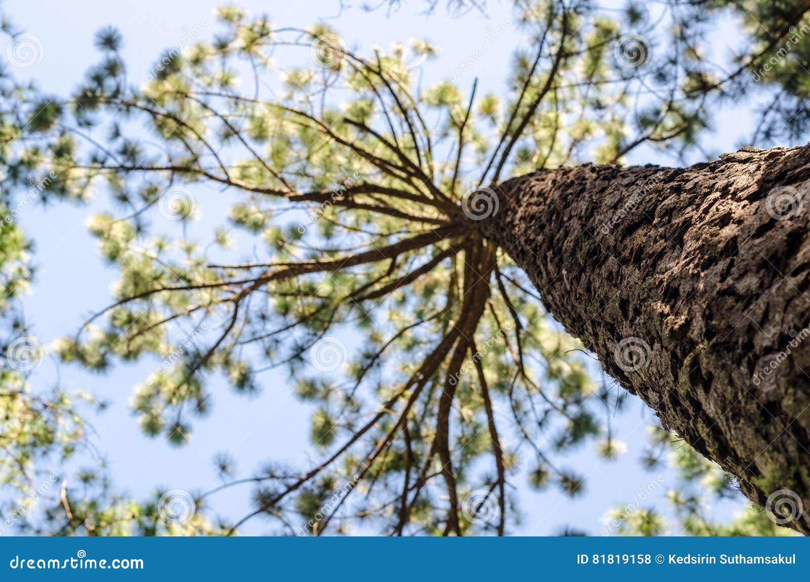 Top View of Pine Tree with Blue Sky Stock Photo - Image of group, blue ...