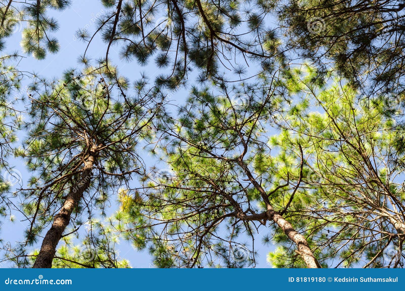 Top View of Pine Tree with Blue Sky Stock Photo - Image of park ...
