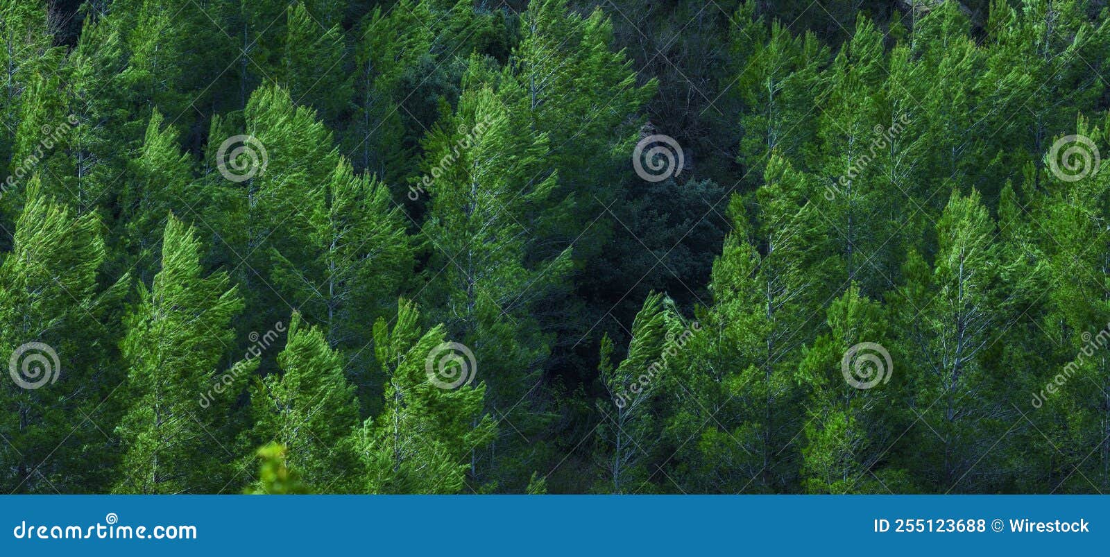 Top View of Pine Trees in a Forest Stock Photo - Image of trees, tree ...