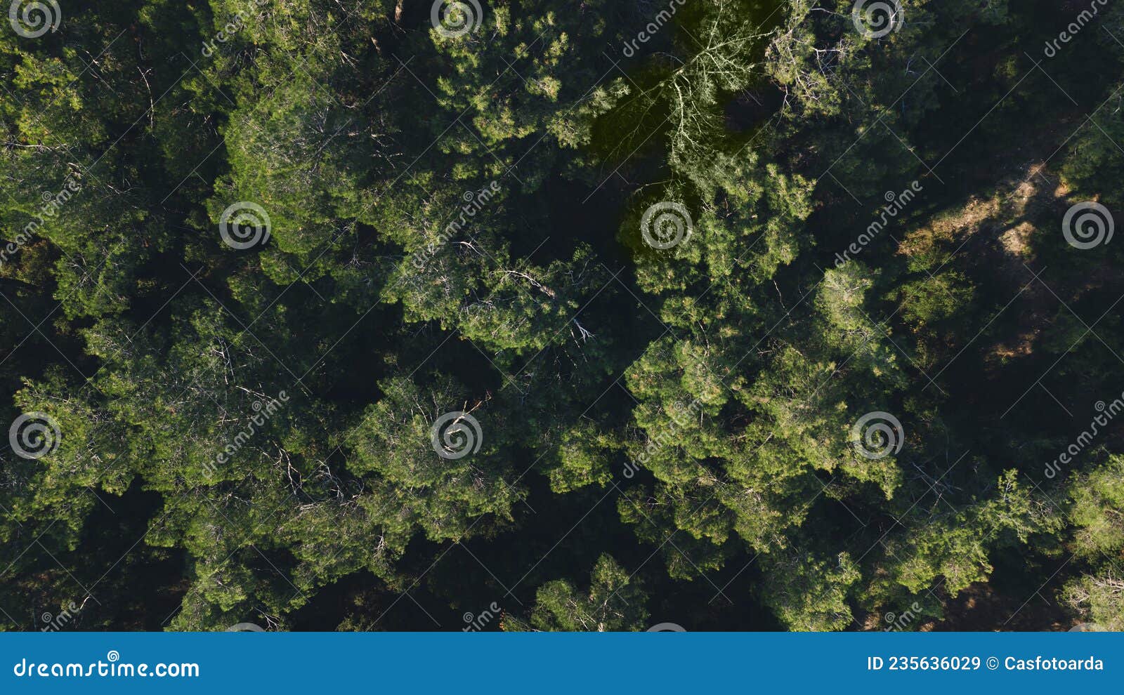 Aerial Shot of Top View of Pine Trees Shot with a Drone Stock Image ...