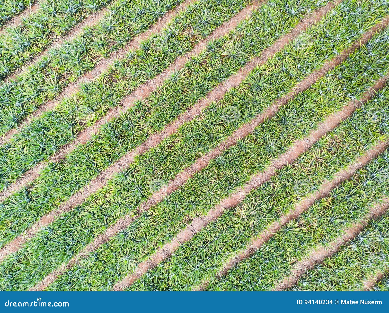 Top View of Pineapple Plantation Stock Photo - Image of aerial ...