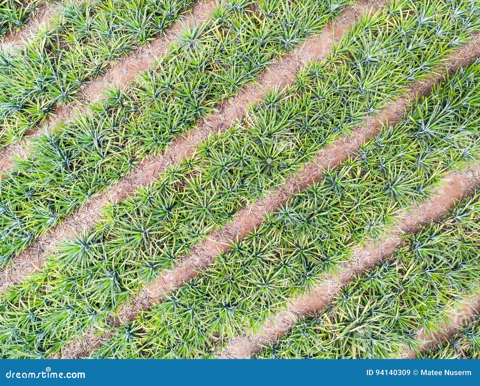 Top View of Pineapple Plantation Stock Image - Image of view, ananas ...