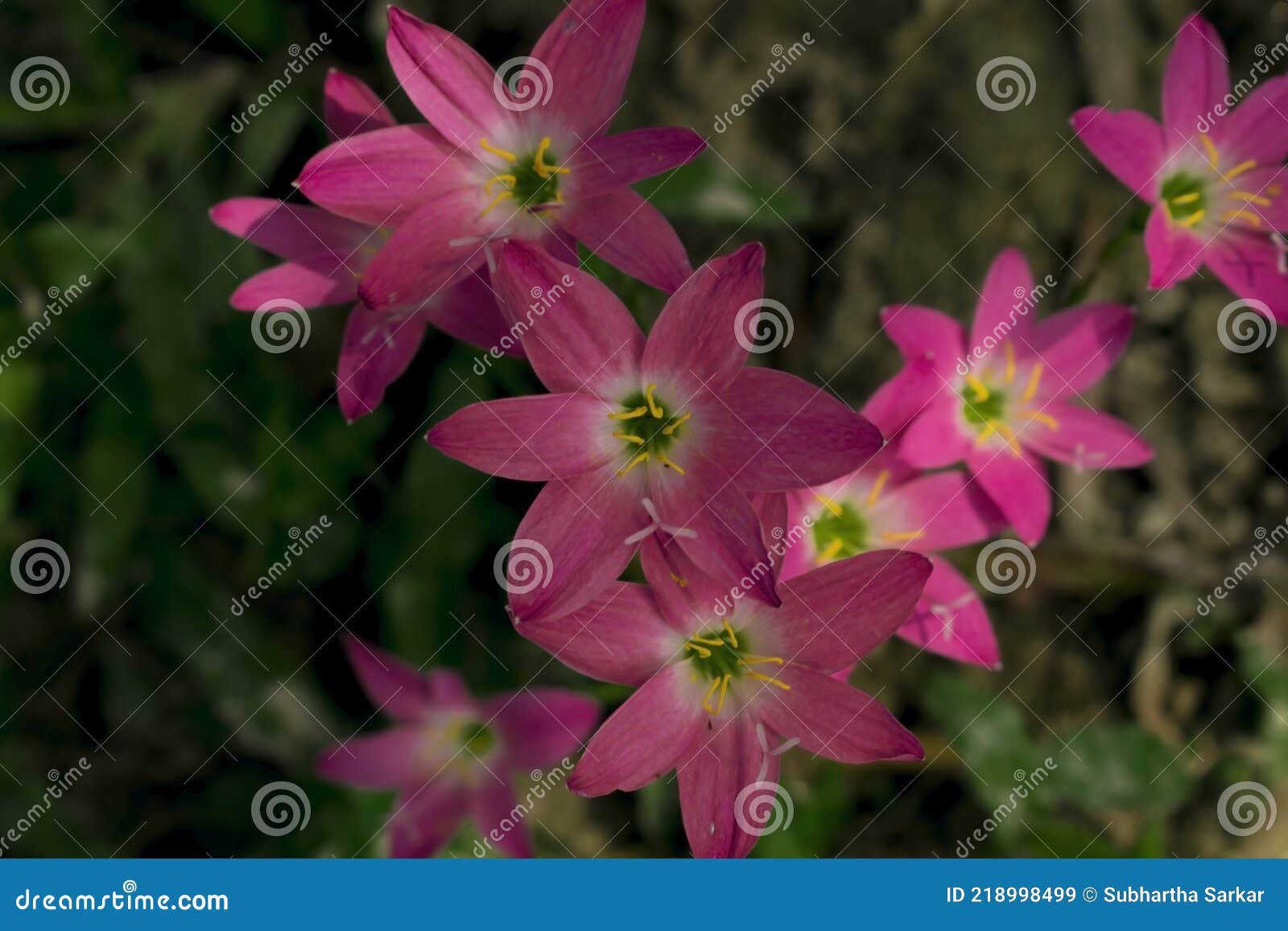 Top View of Pink Beautiful Flowers. Macro Images of Tiny Flowers in a ...