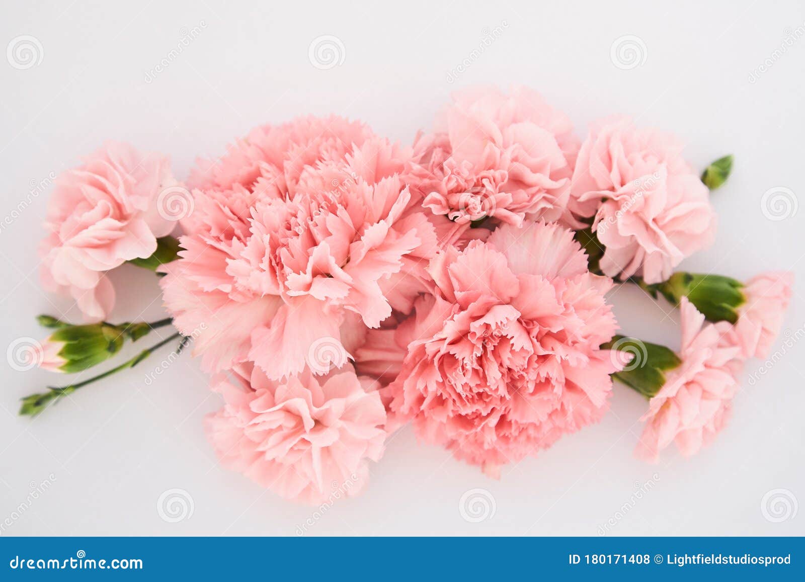 View of Pink Carnations on White Background Stock Photo - Image of ...