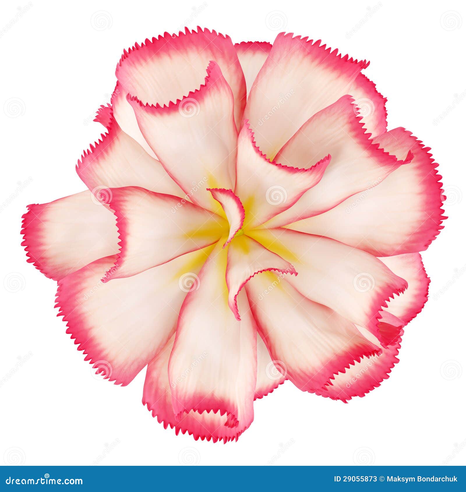 Top View of Pink Flower Isolated on White Stock Illustration ...