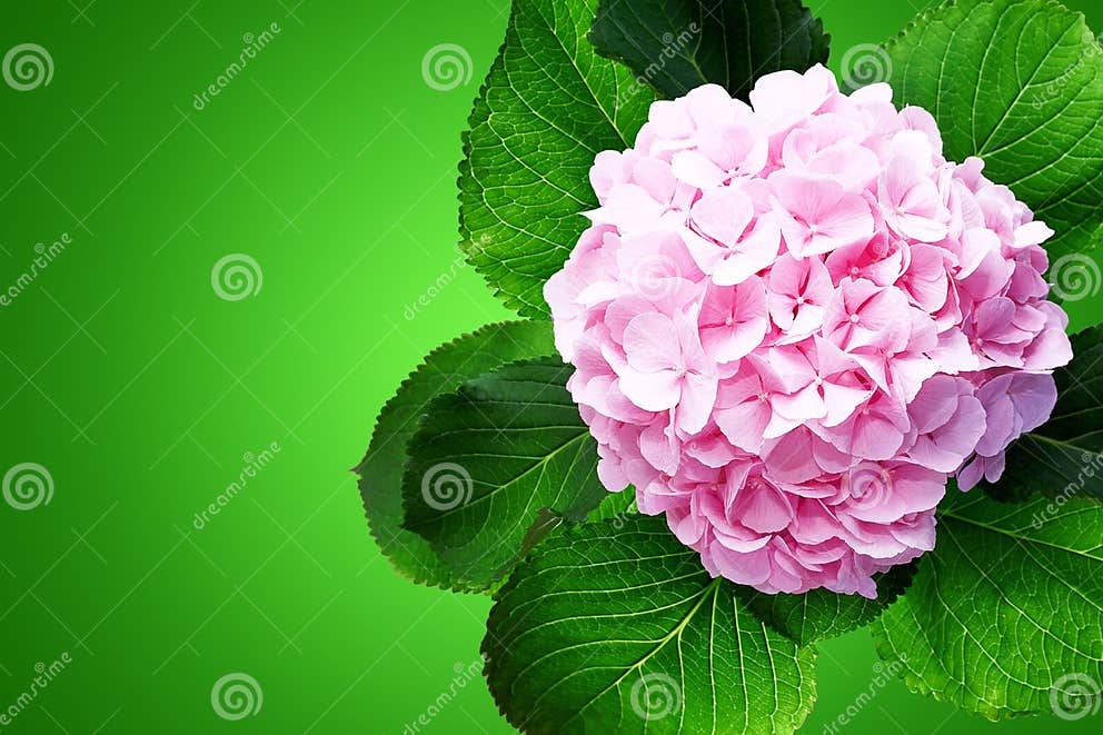 Top View of Pink Hydrangea with Leaves on a Green Background Stock ...