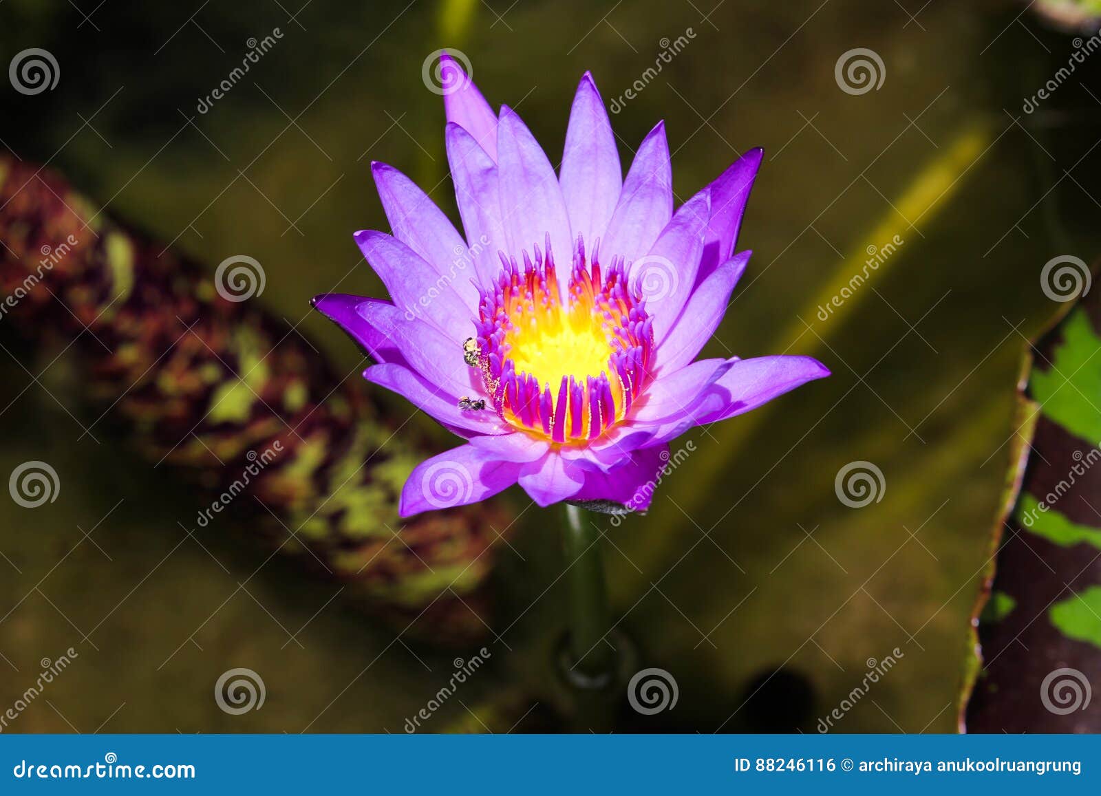 Top view pink lotus stock photo. Image of pollen, background - 88246116