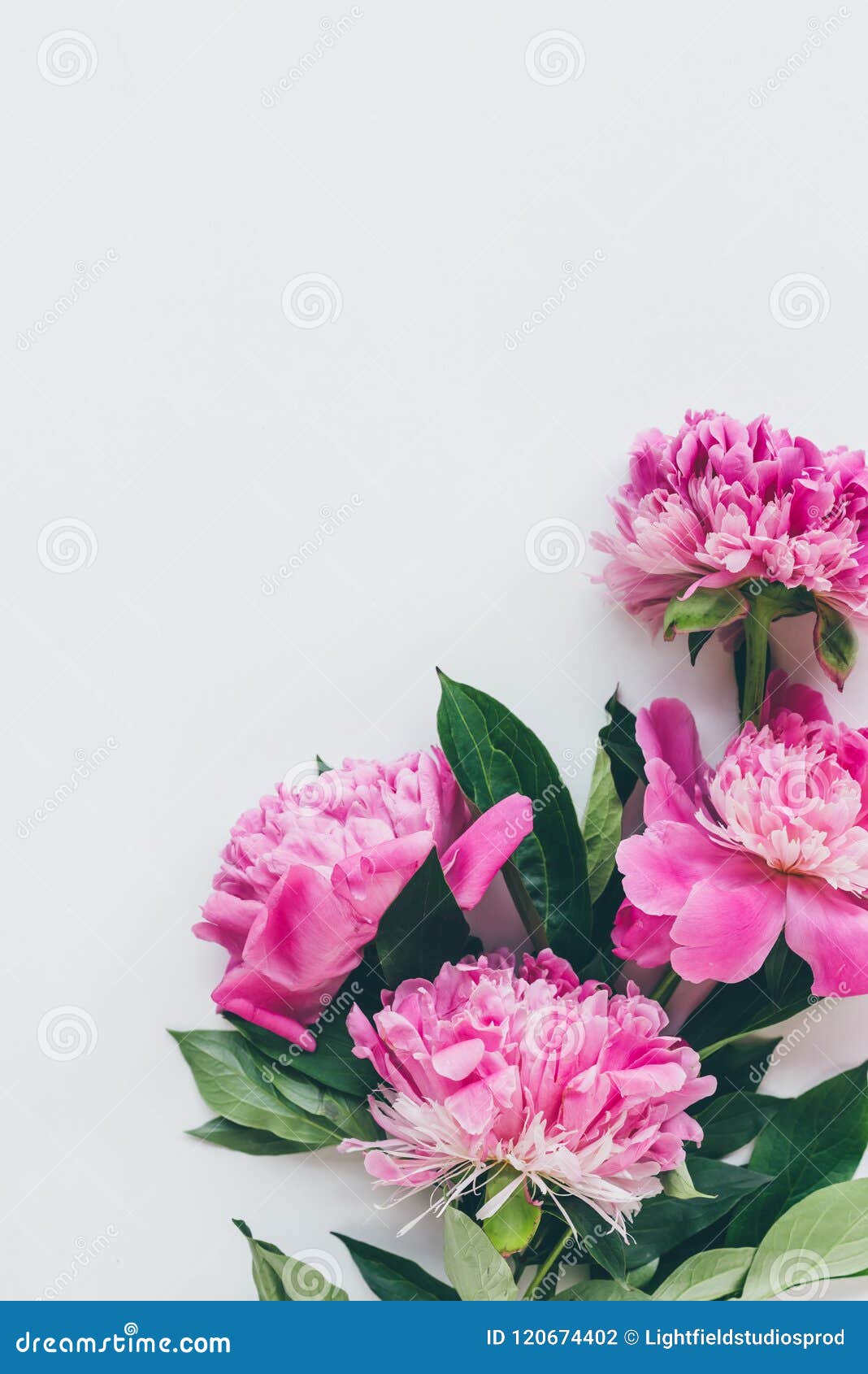 Top View of Pink Peonies with Leaves Stock Photo - Image of petals ...