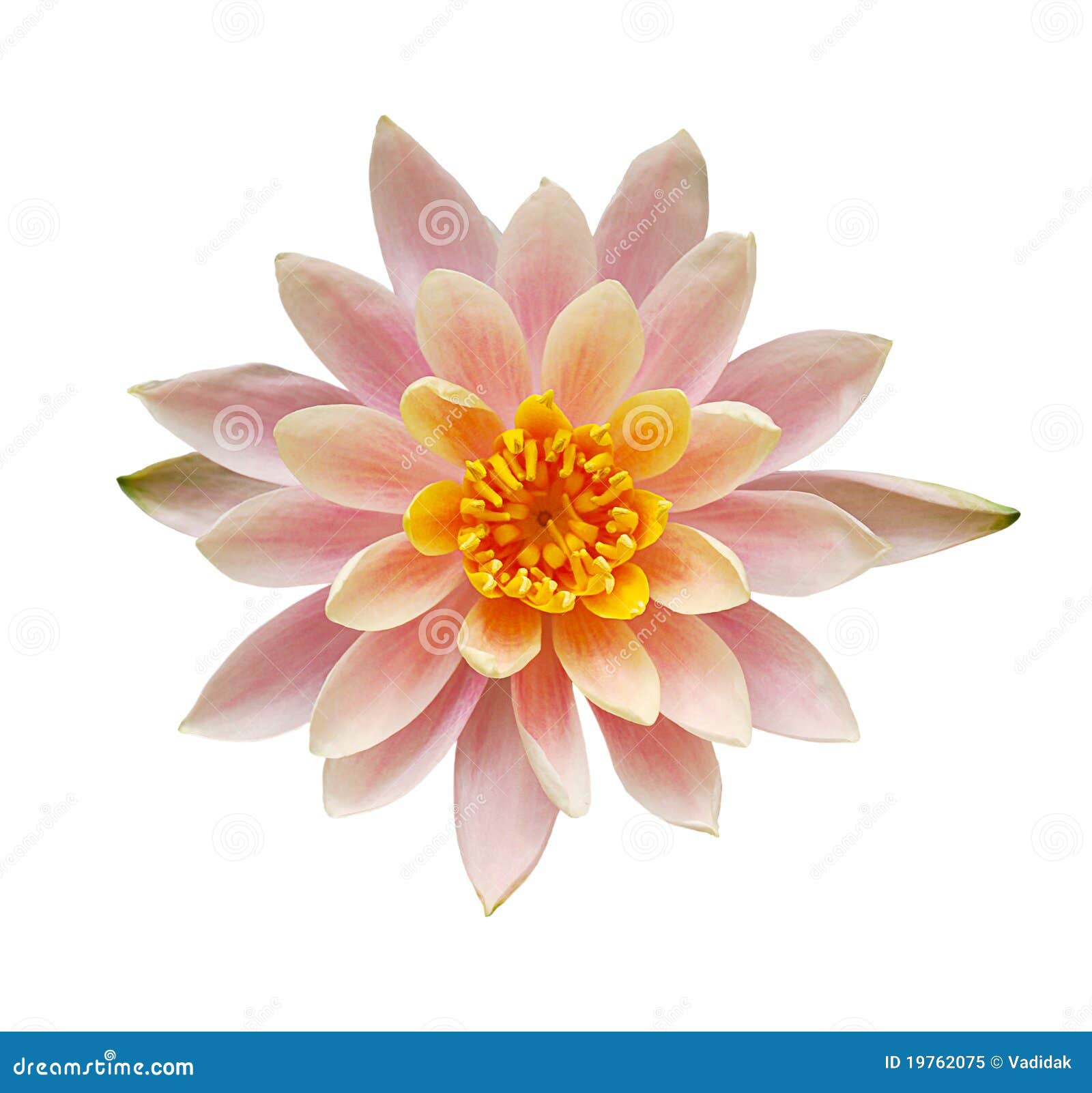 Top View of Pink Water Lily Flower Stock Image - Image of season ...
