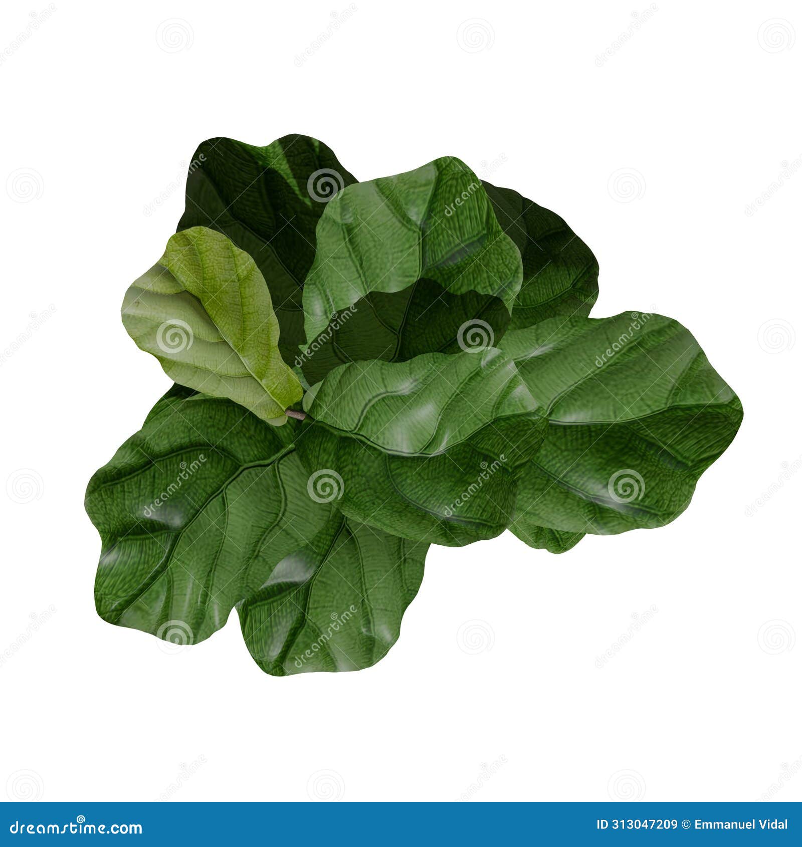 Top View of Plant (Fiddle Leaf Fig Tree) Tree Stock Image - Image of ...
