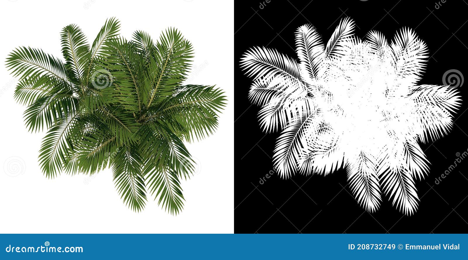 Top View Of Plant (Generic Palm Tree 2) Tree Png With Alpha Channel To ... Top View Of Plant (Generic Palm Tree 2) Tree Png With Alpha Channel To ...