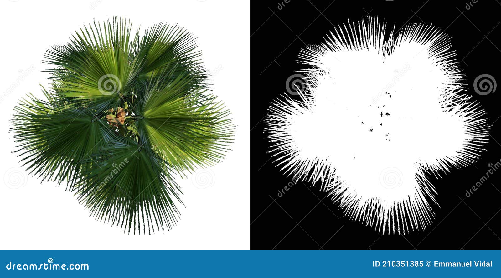Top View of Plant Generic Palm Tree 3 Tree Png with Alpha Channel To ... Top View of Plant Generic Palm Tree 3 Tree Png with Alpha Channel To ...