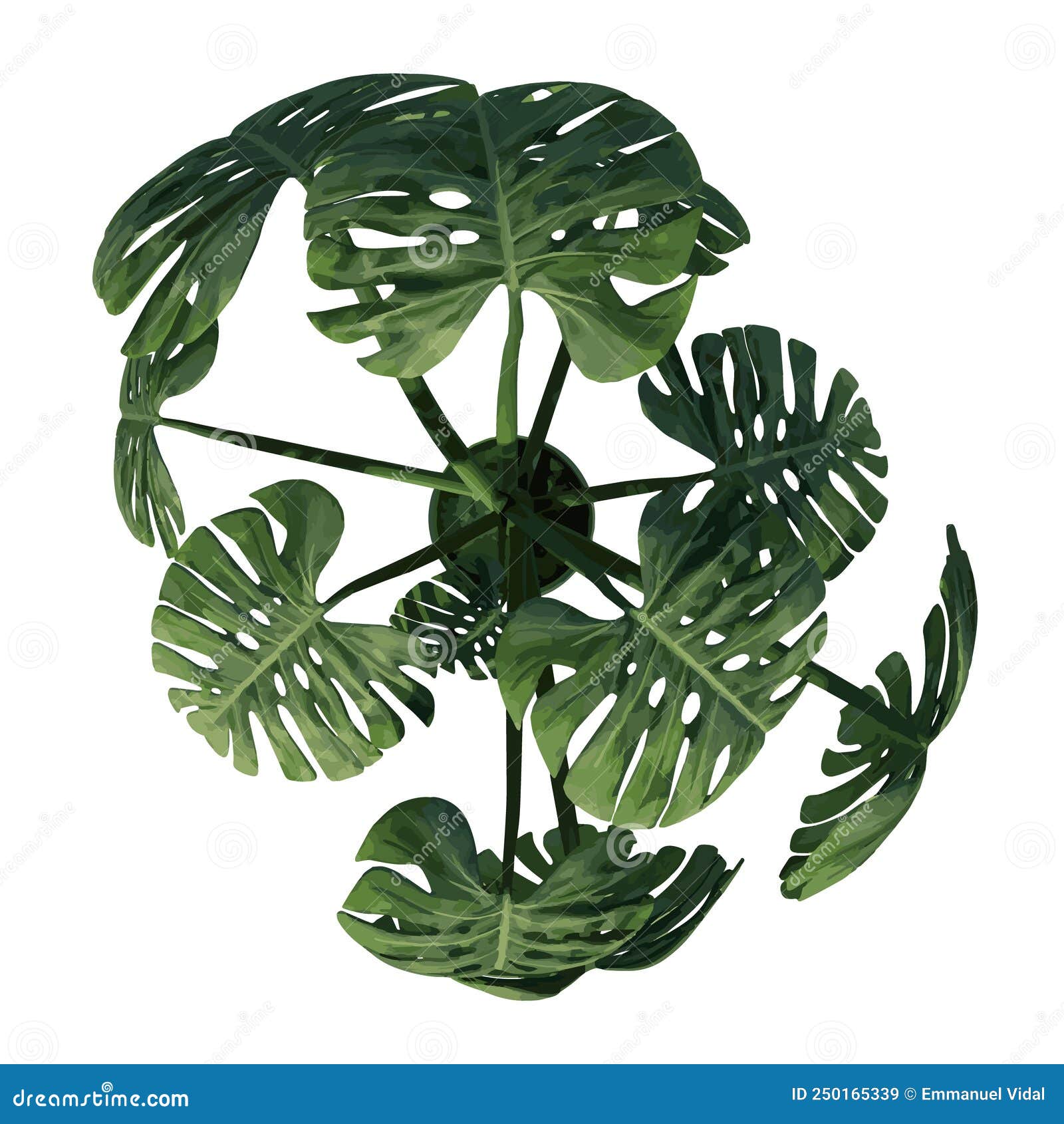 Top View of Plant Monstera Deliciosa in Pots 1 Tree Illustration Vector ...