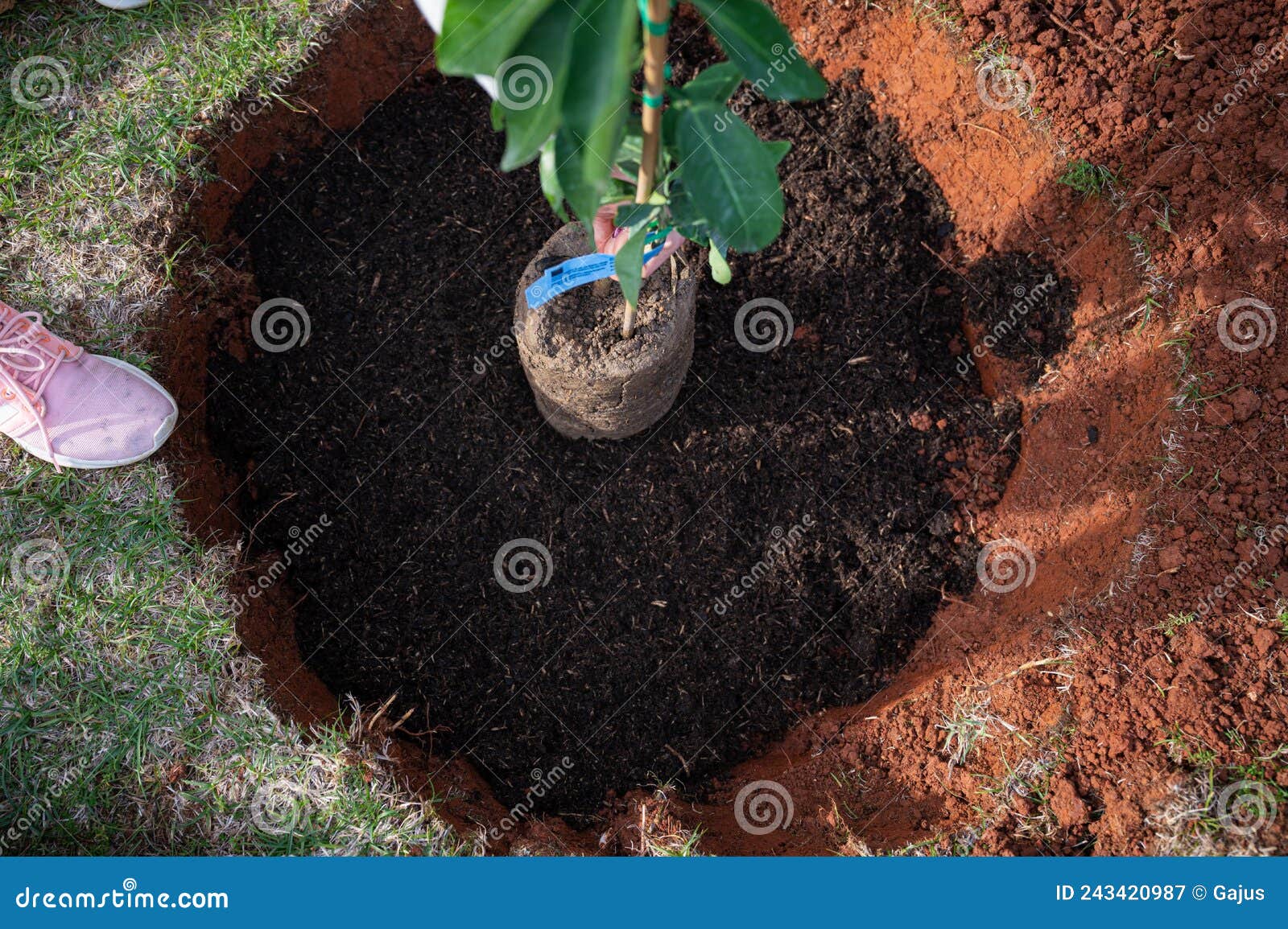 Top View of Planting a Grapefruit Tree Stock Image - Image of growth ...