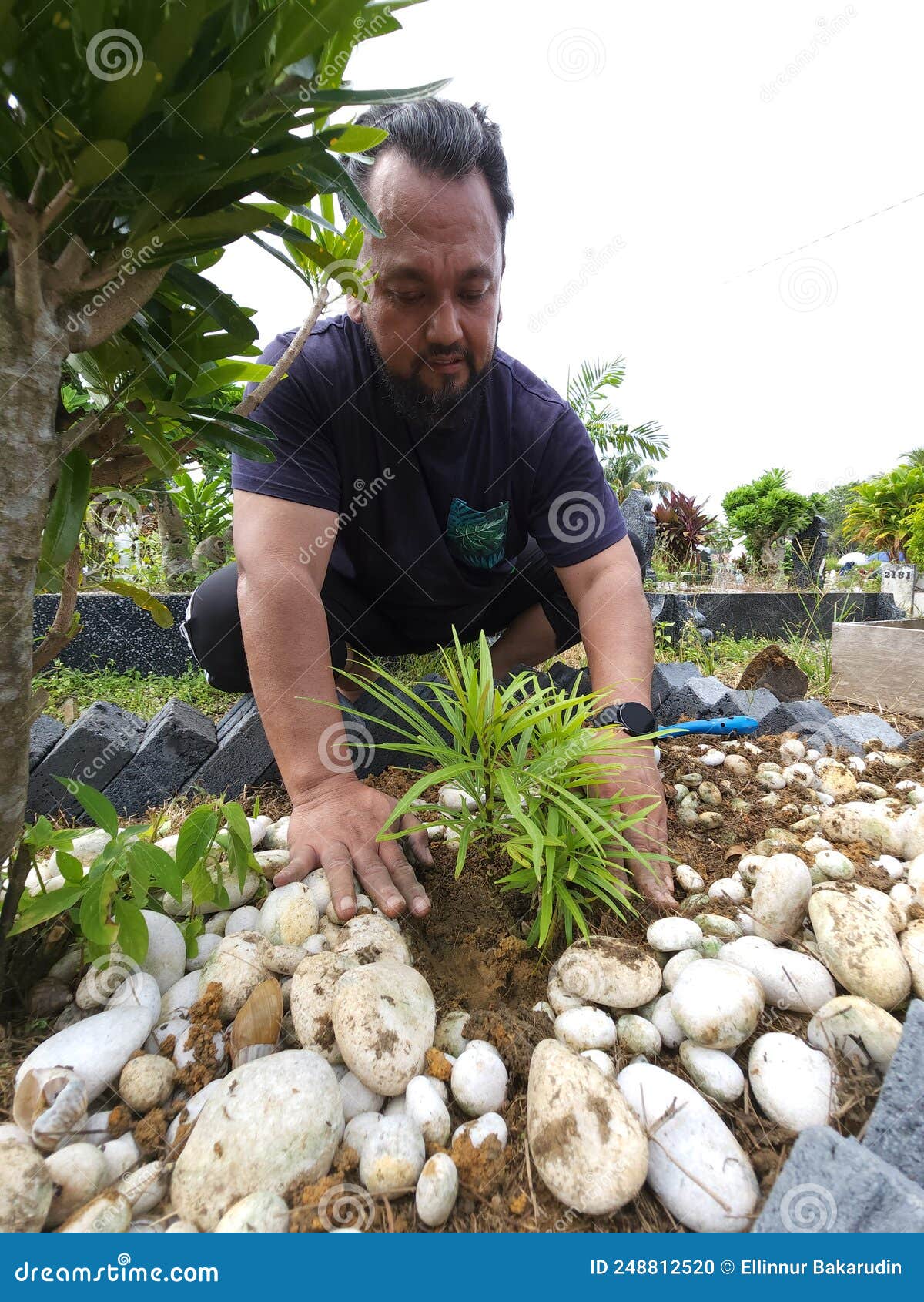 Man is Planting the Small Trees at the Graveyard. Stock Photo - Image ...