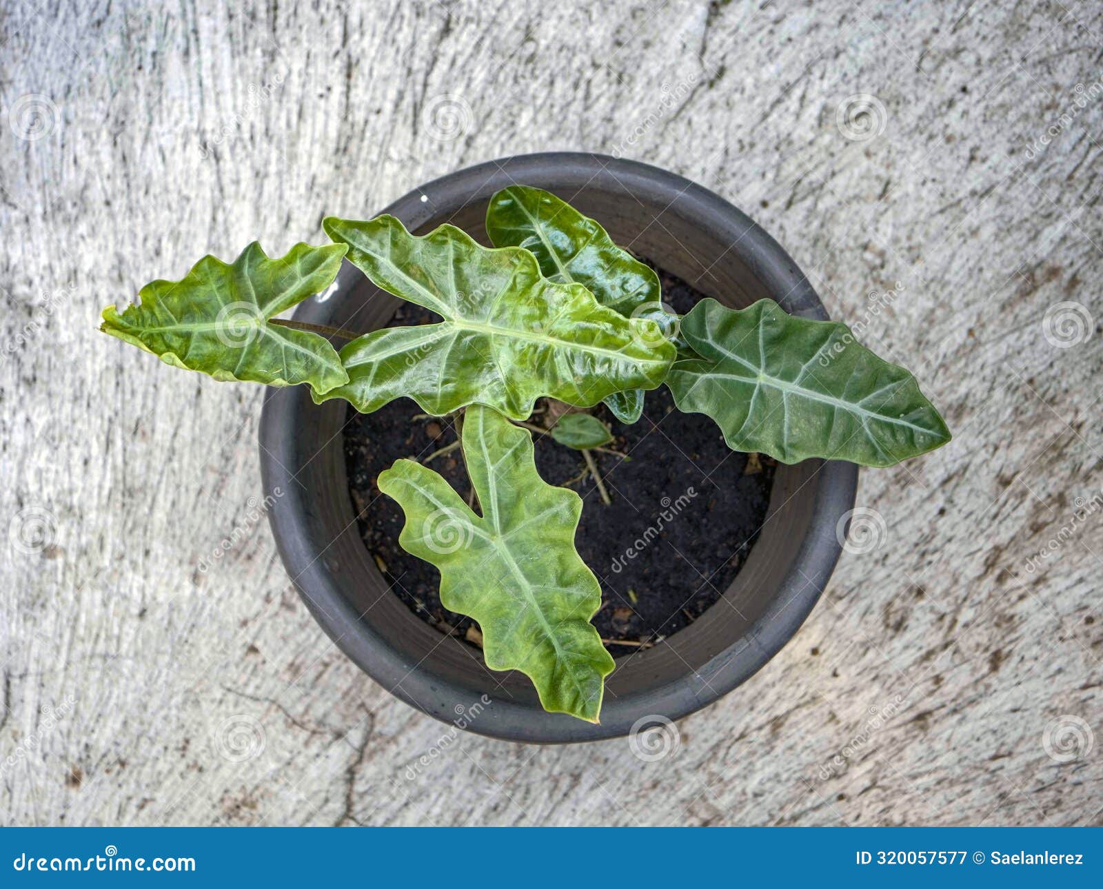 Top view of plants in pots stock image. Image of plant - 320057577