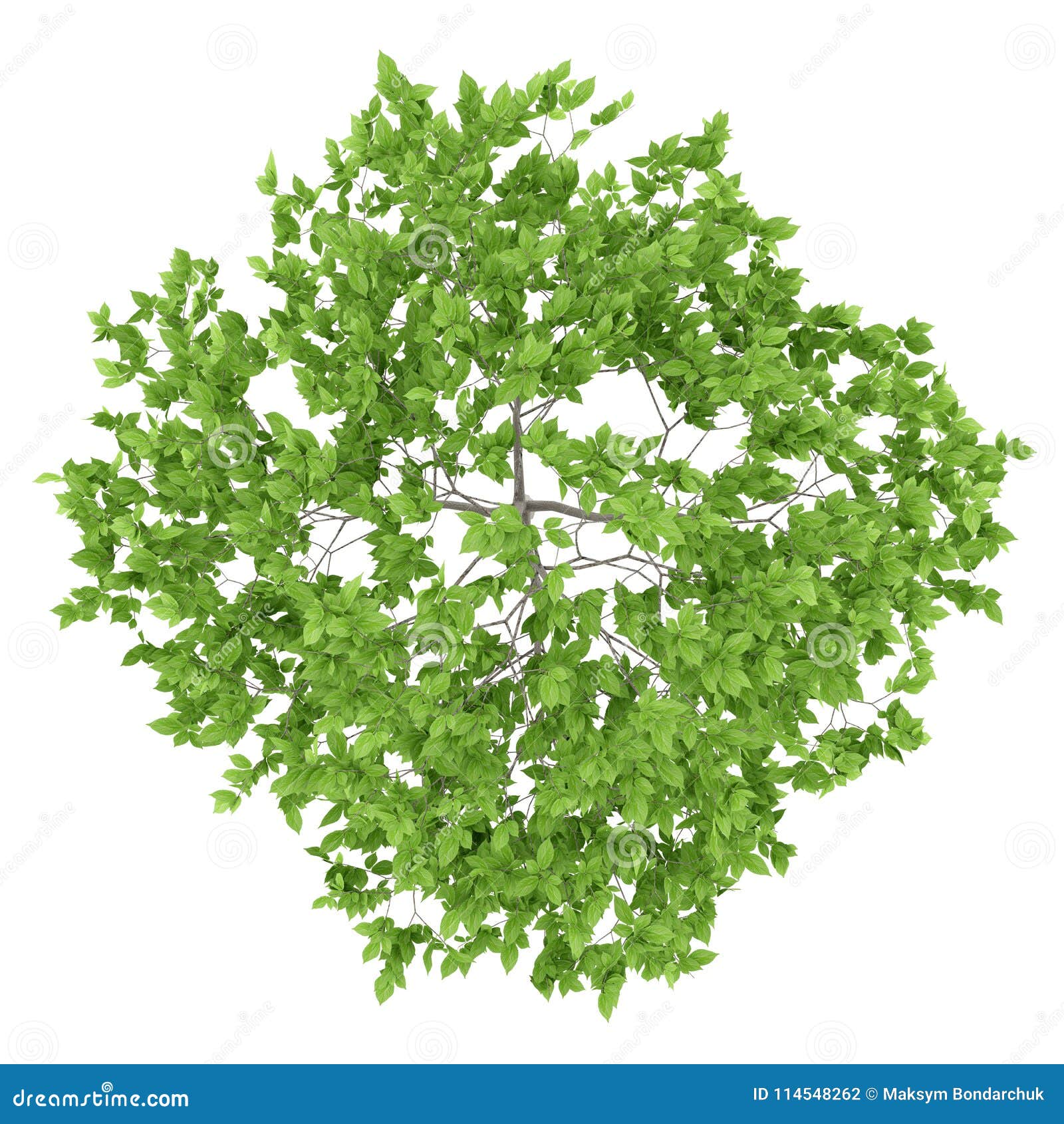 Top View Of Plum Tree With Plums Isolated On White Stock Photography ...