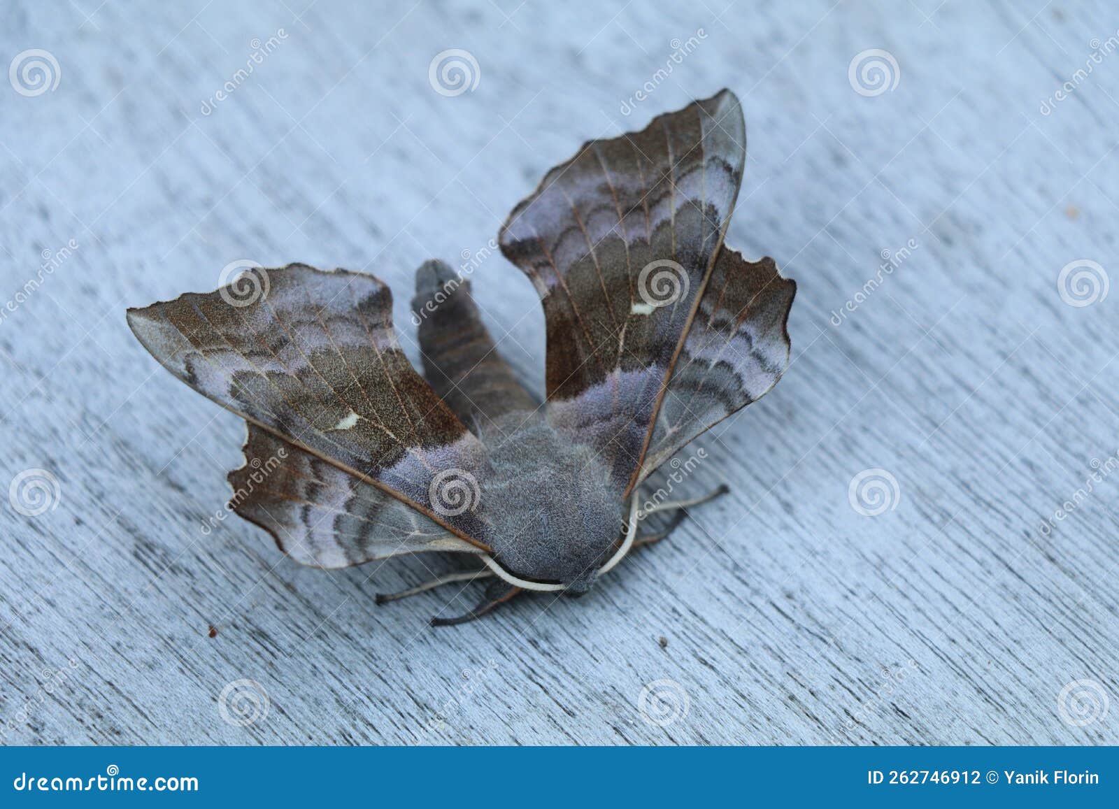 Top View of a Poplar Hawk Moth on a Wooden Table Stock Photo - Image of ...