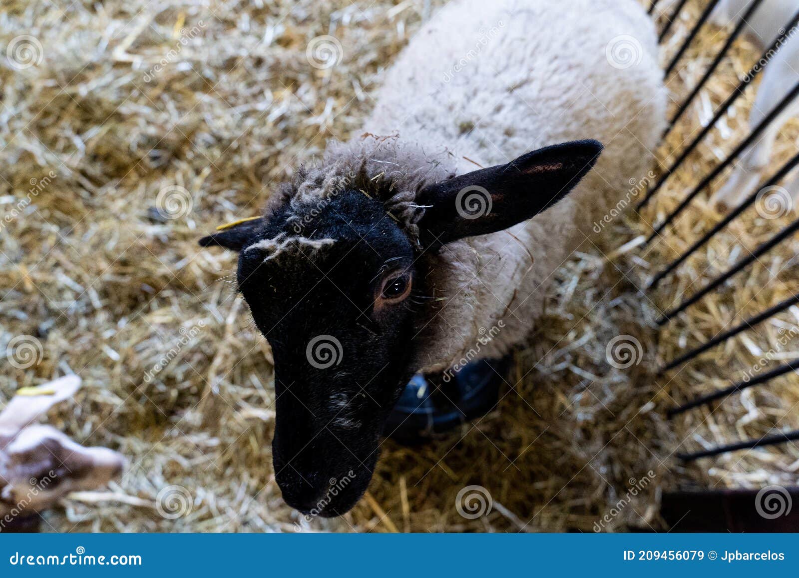Top View Portrait of a Black Faced Sheep Inside Barn, Shed Stock Image ...