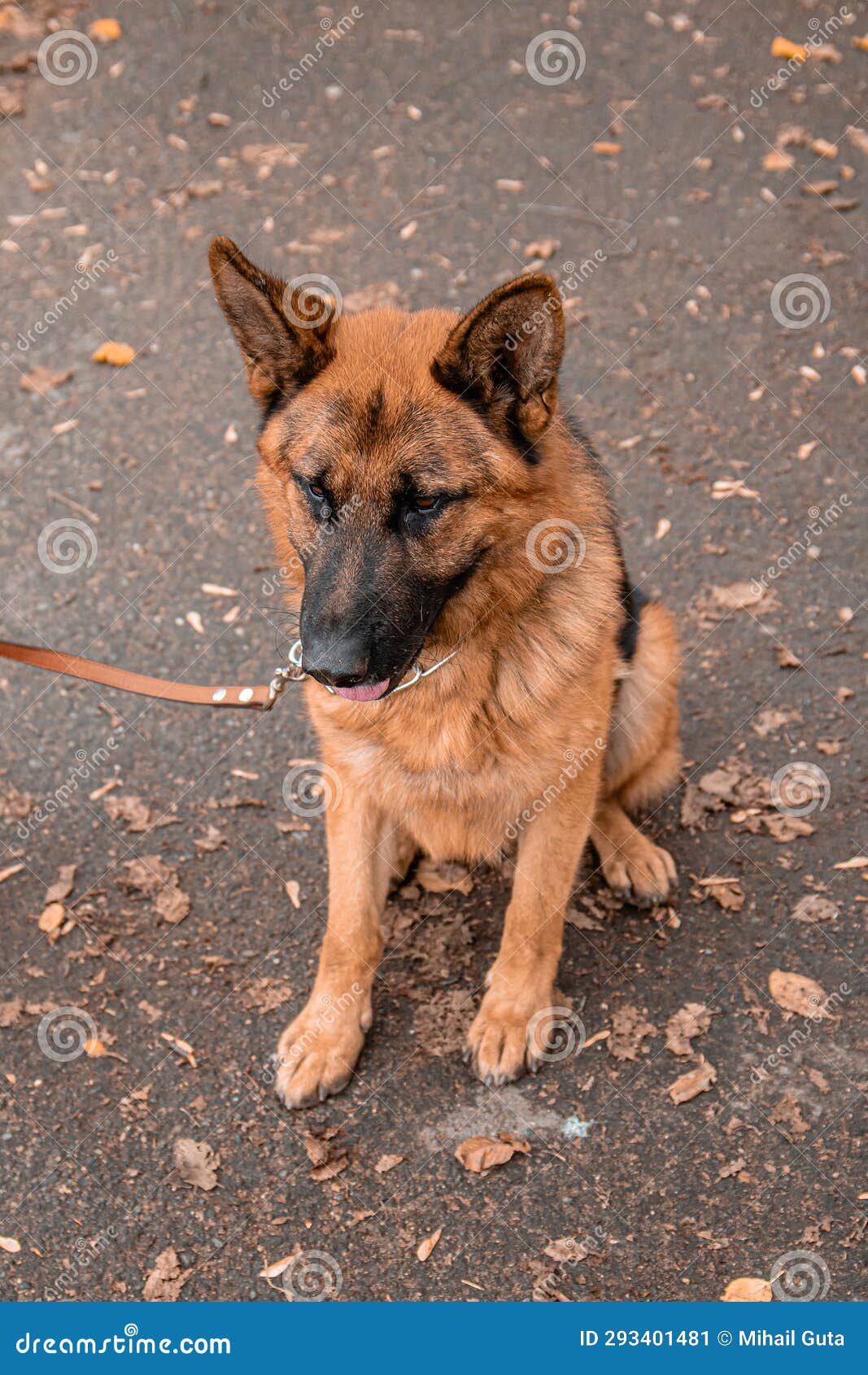 Top View, Portrait of a German Shepherd Stock Image - Image of leash ...