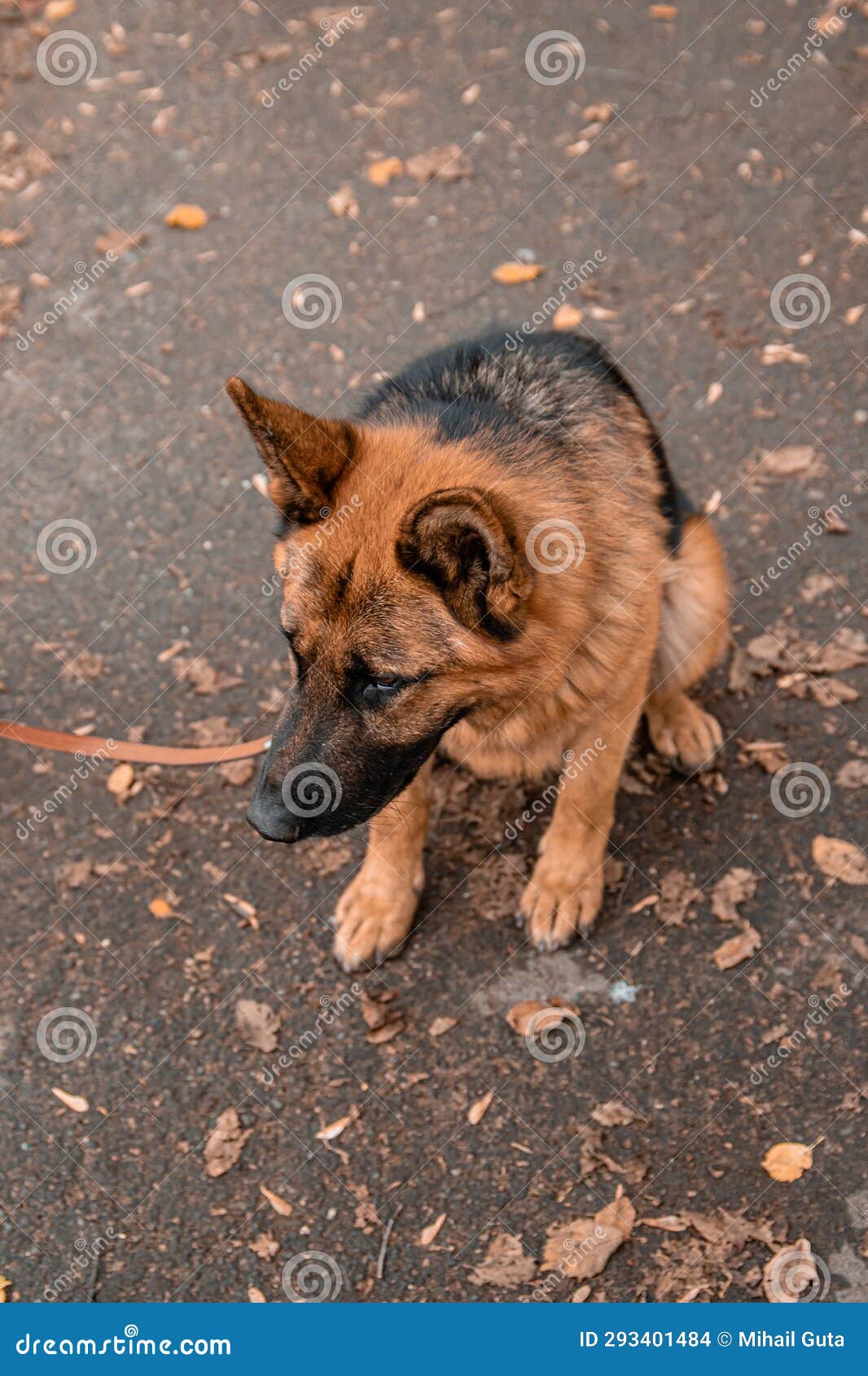 Top View, Portrait of a German Shepherd Stock Photo - Image of looking ...