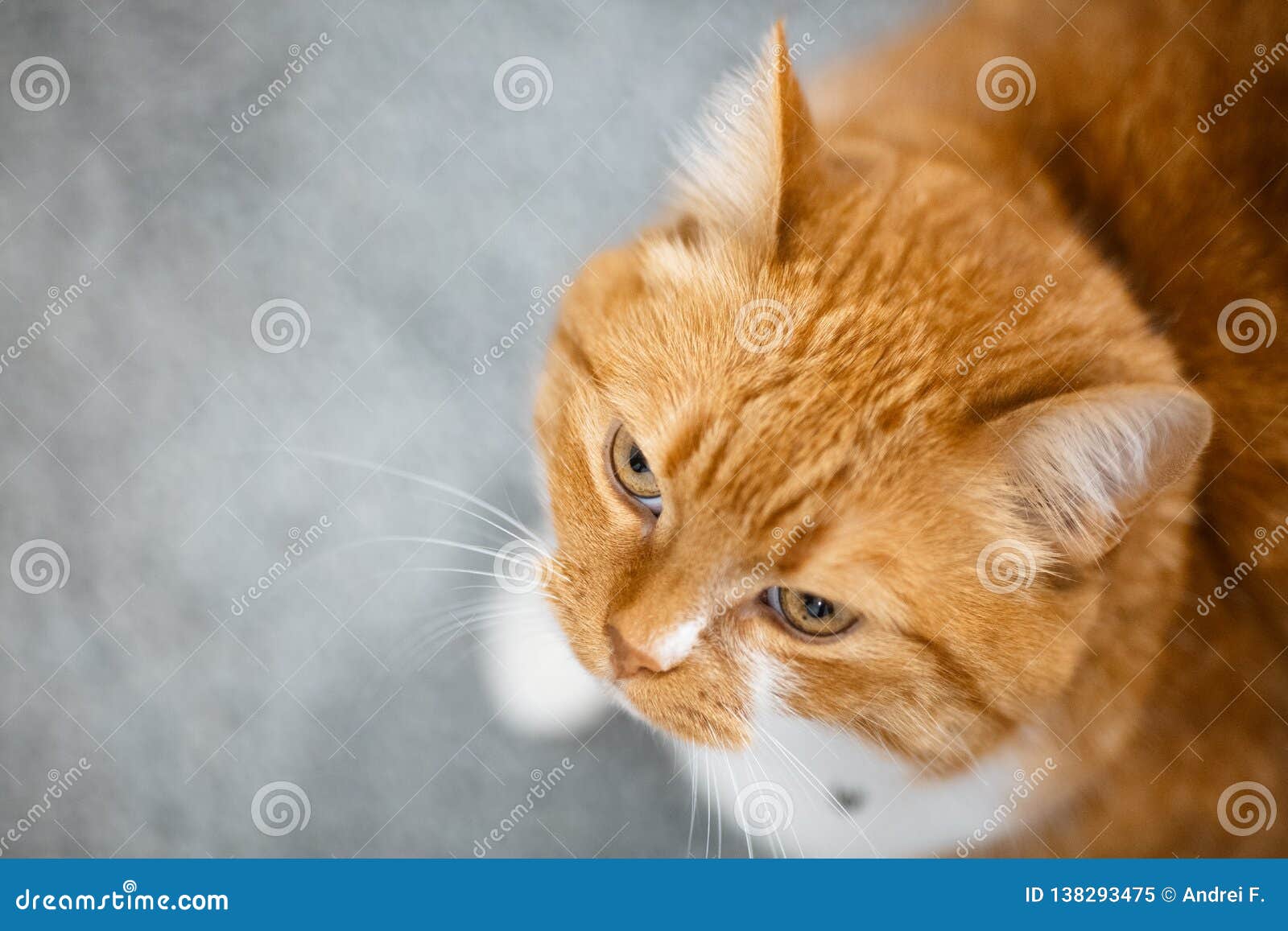 Top View Portrait of Red Cute Cat Stock Image - Image of portrait, full ...