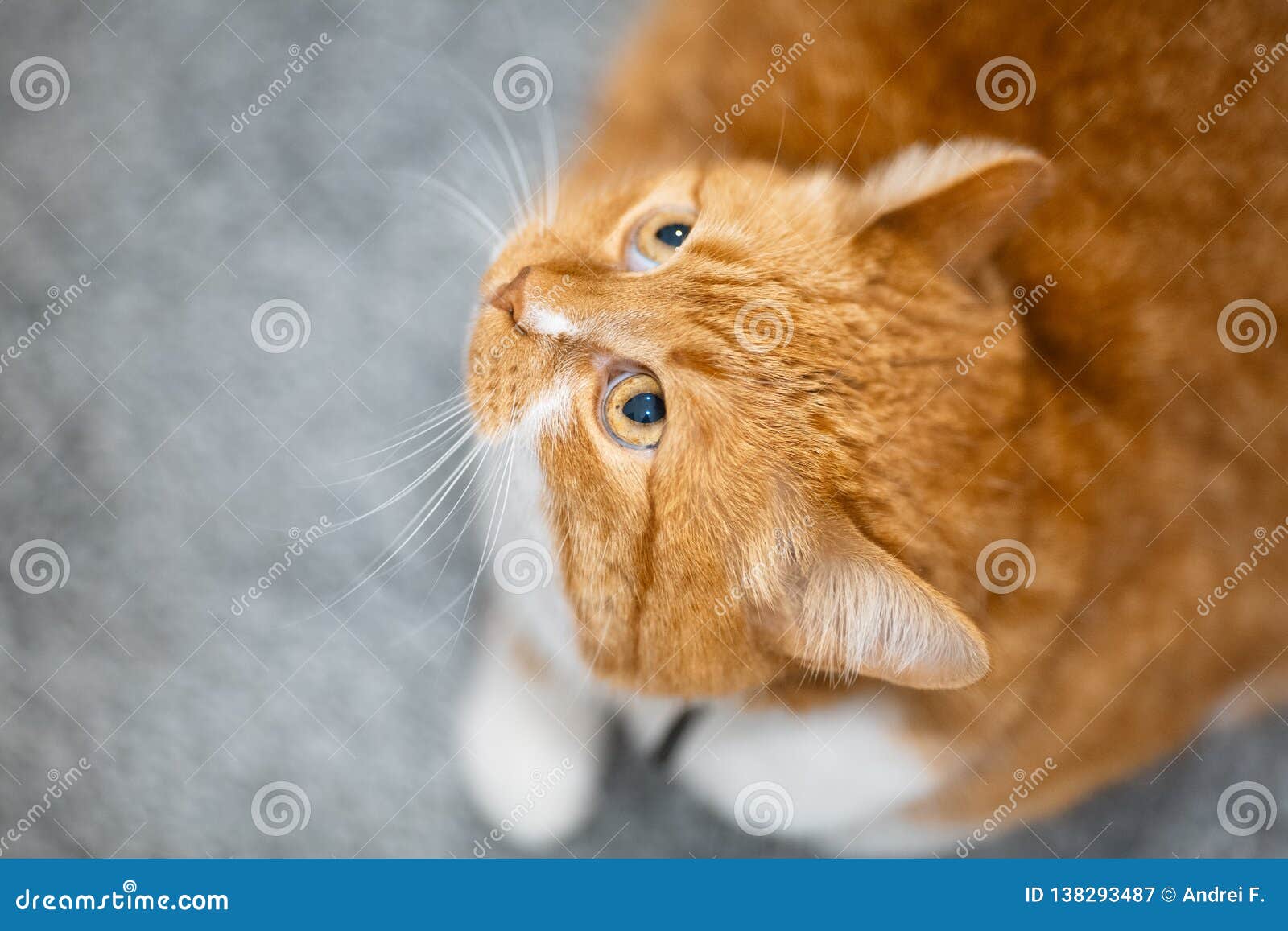 Top View Portrait of Red Cute Cat Stock Image - Image of length ...